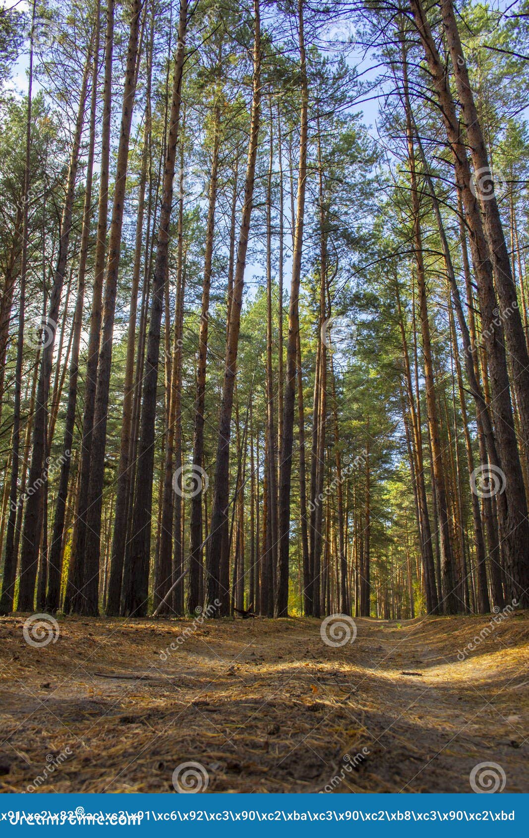 Tall Pine Trees Hang Over the Path Stock Image - Image of tree, crowns ...