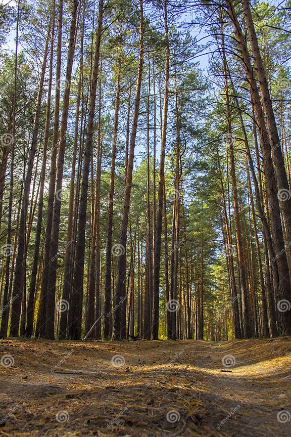 Tall Pine Trees Hang Over the Path Stock Image - Image of tree, crowns ...
