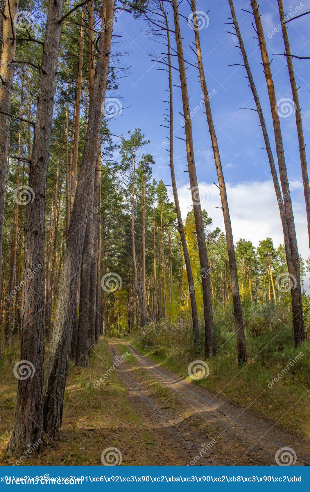 Tall Pine Trees Hang Over the Path Stock Image - Image of hang, thicket ...