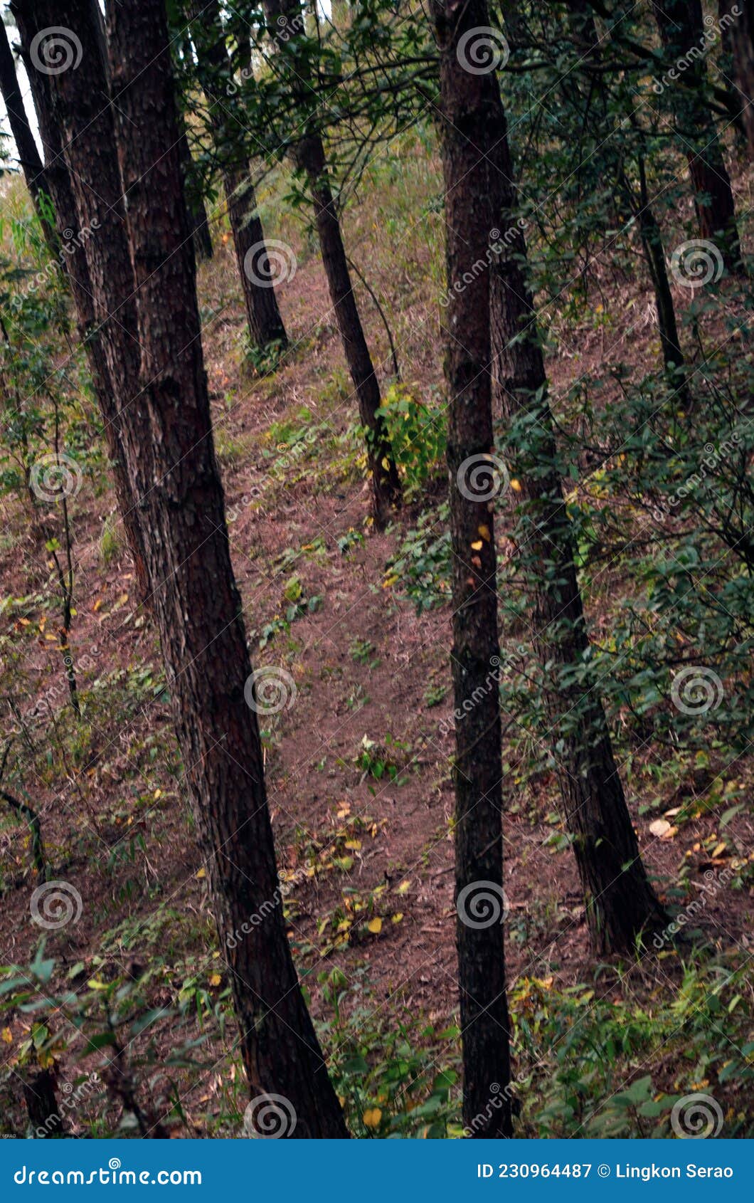 Tall Pine Trees from a High Angle. Tree Rows in the Forest Stock Image ...