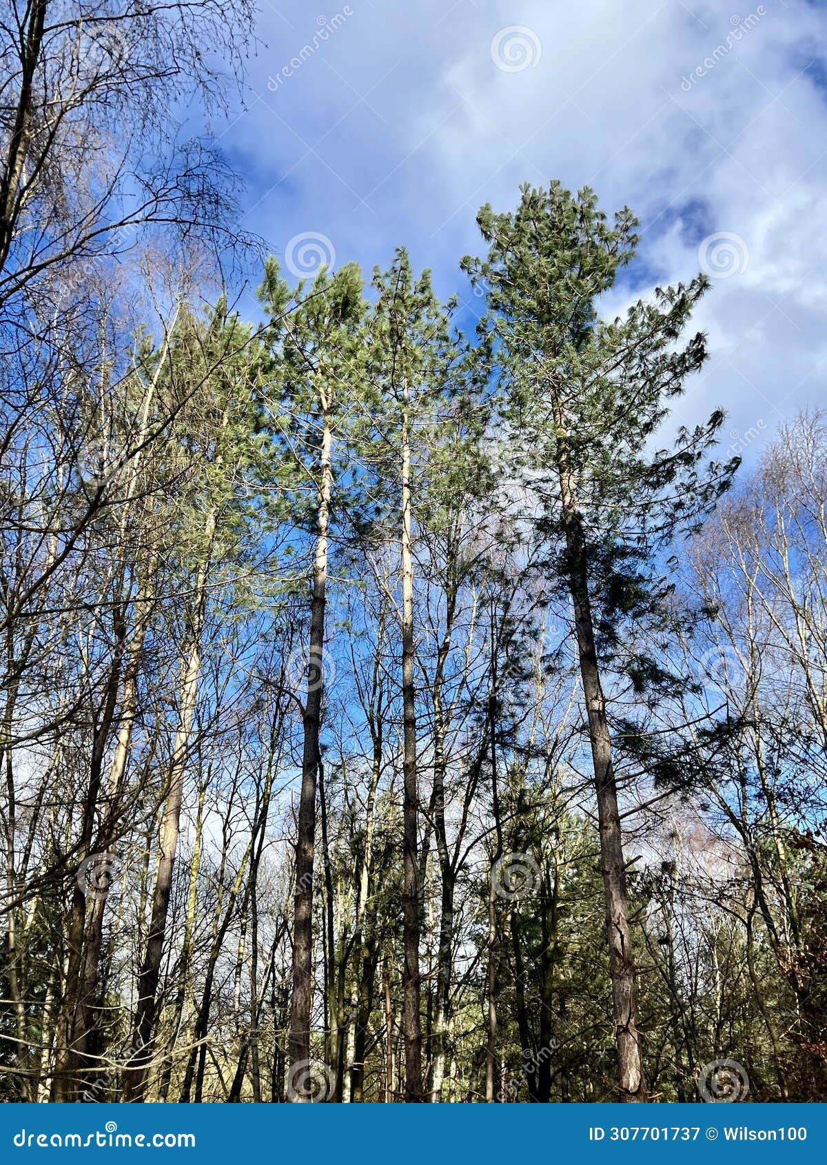 Pine Trees stock image. Image of trees, landscape, nature - 307701737