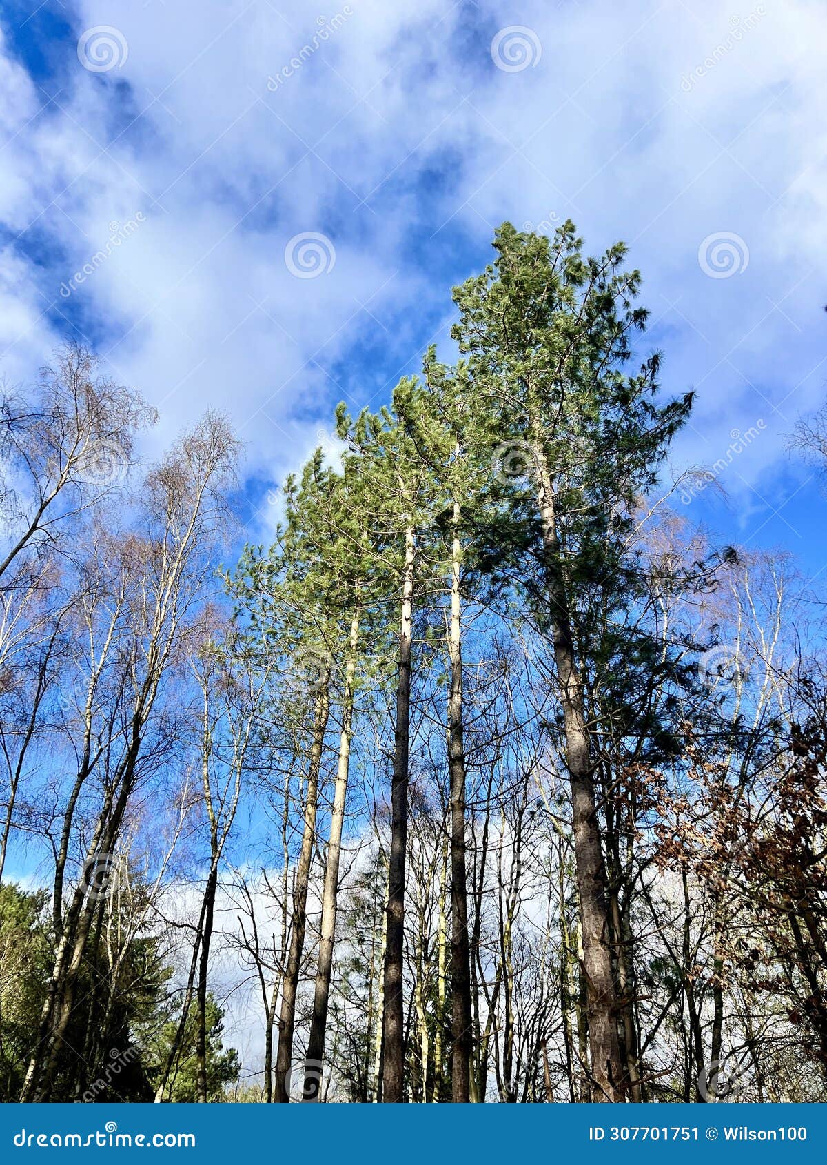 Pine Trees stock image. Image of nature, timber, landscape - 307701751