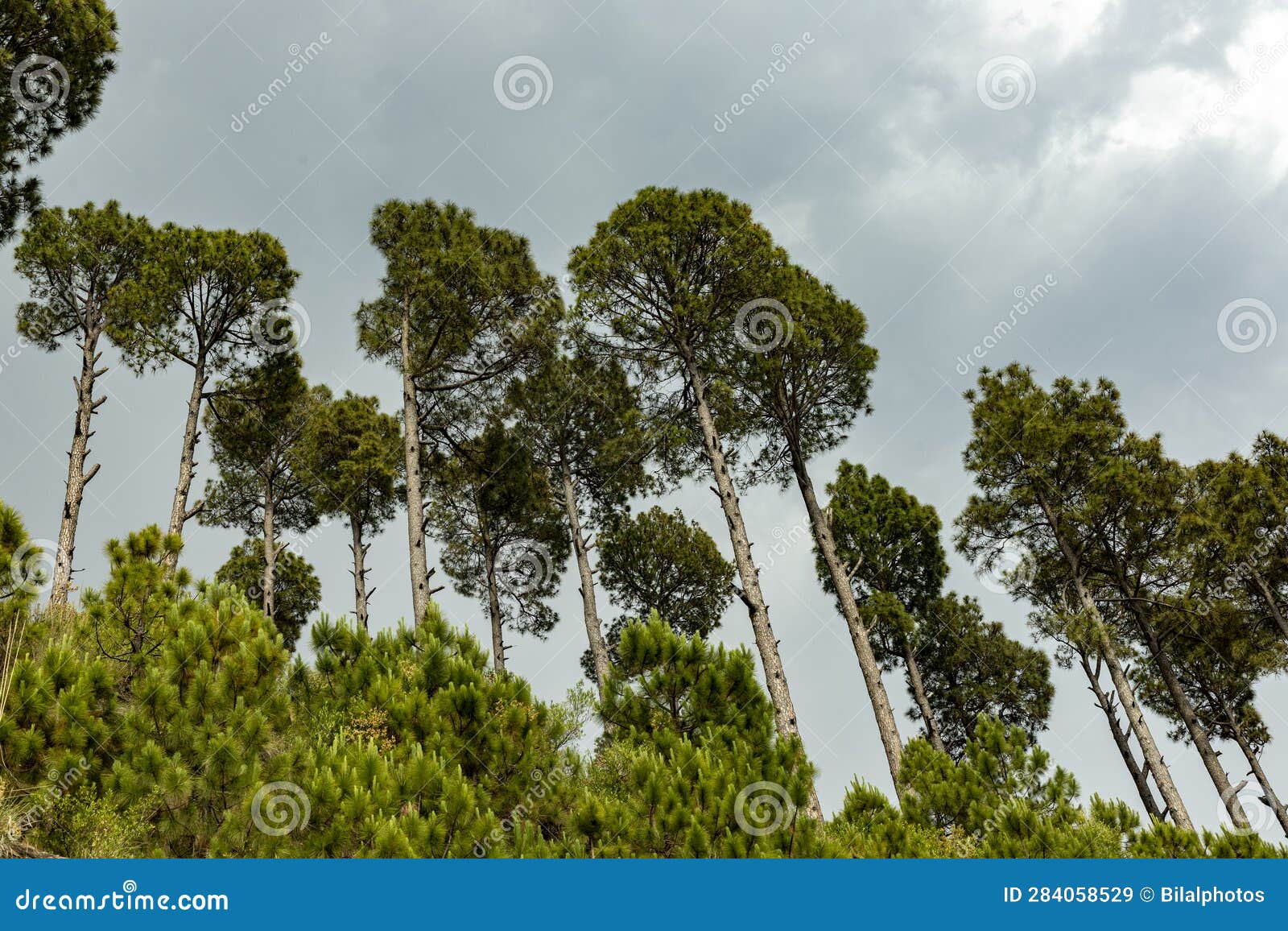 Tall Pine Trees on the Mountain Upside View from Below Stock Image ...