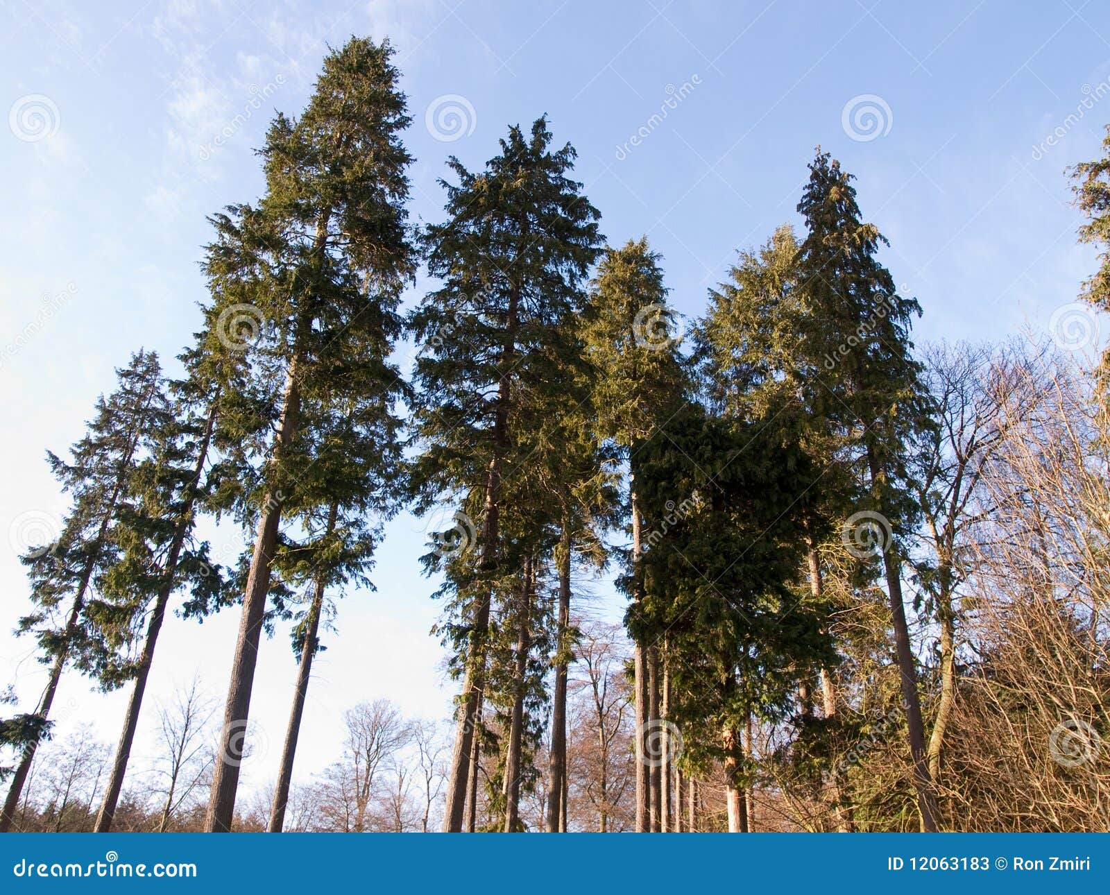 Tall Pine Trees Nature Background Stock Image - Image of stem, remote ...