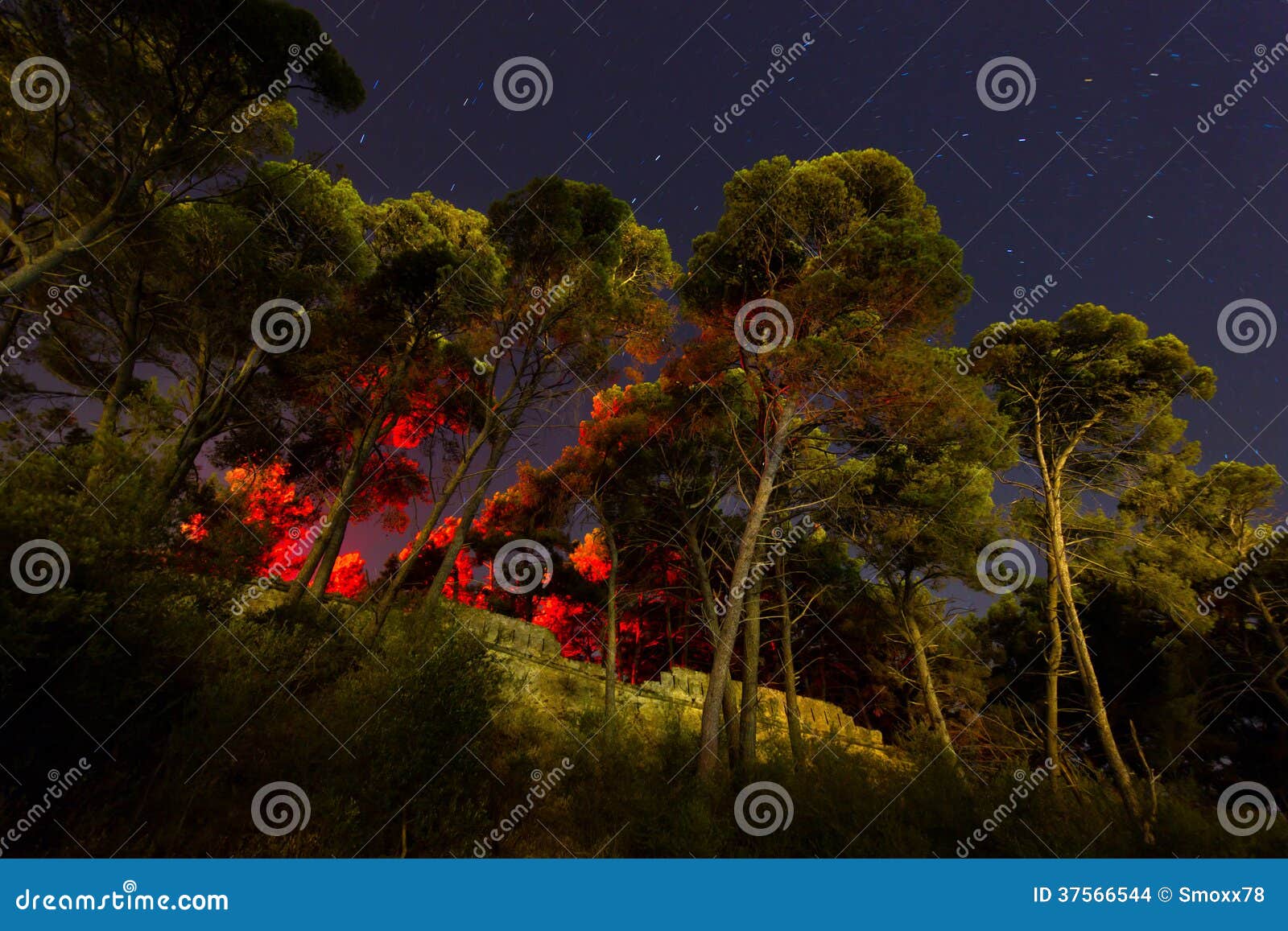 Tall pine trees at night stock photo. Image of wall, landscape - 37566544