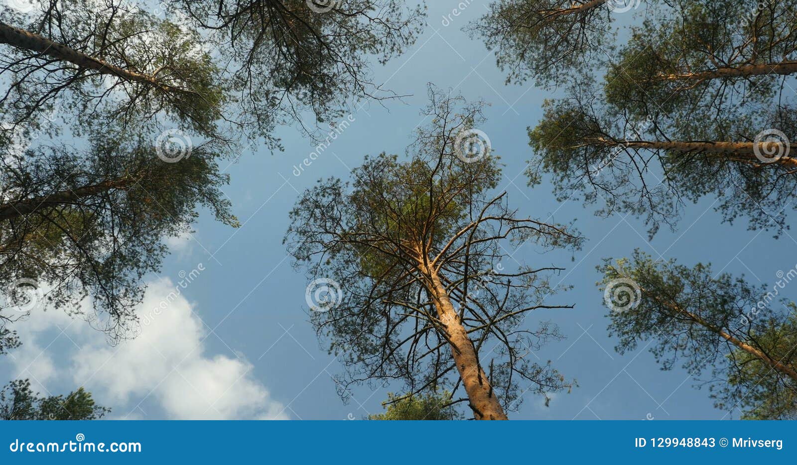Tall pine trees overhead stock video. Video of beautiful - 129948843