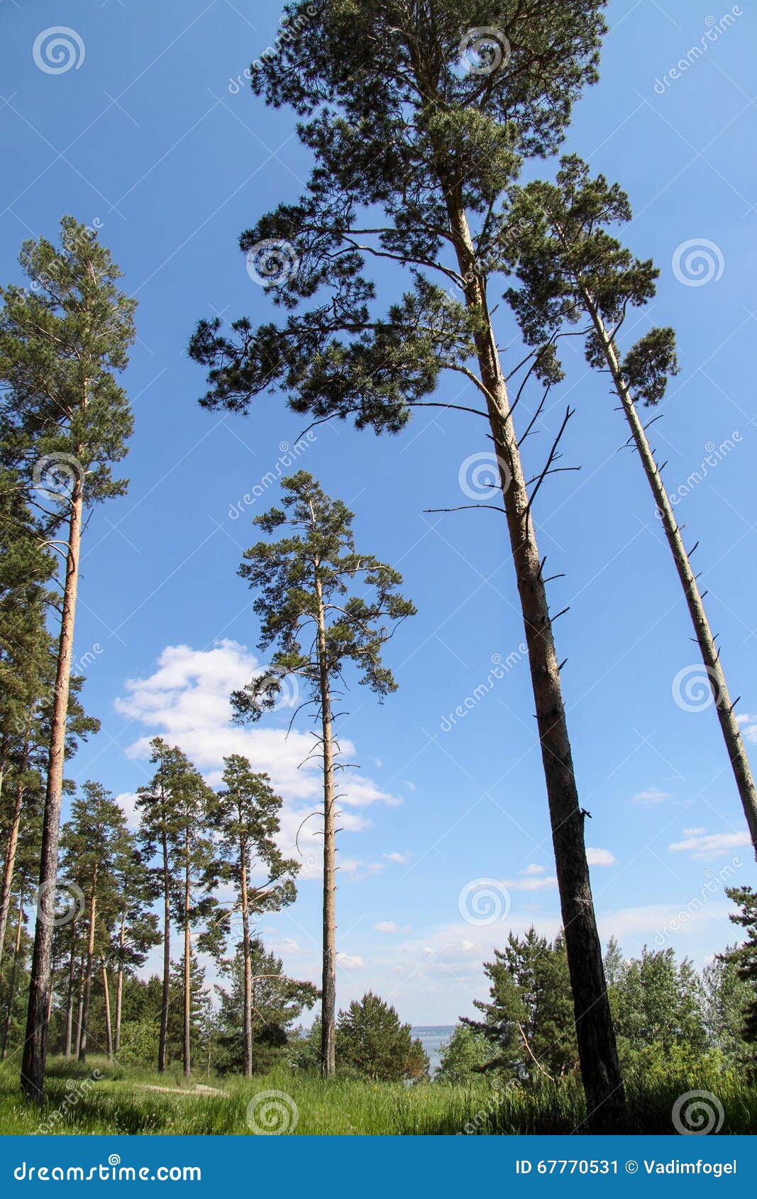 Tall pine trees rise up stock image. Image of beautiful - 67770531