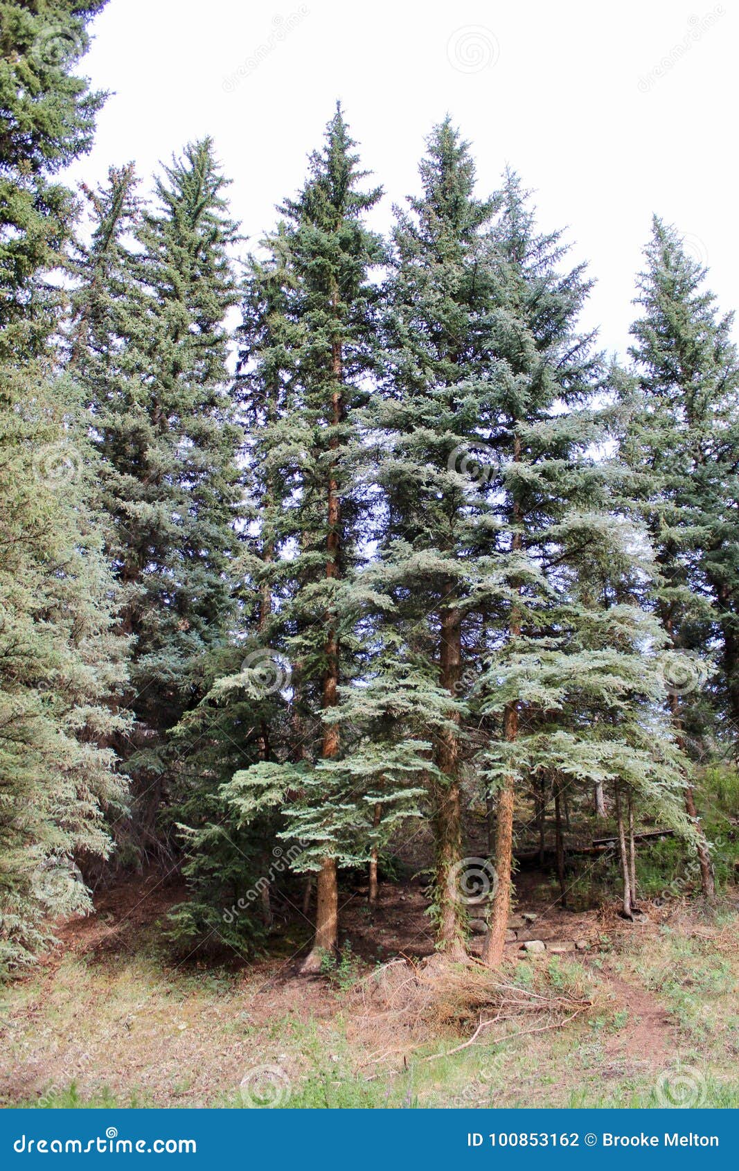 Tall Pine Trees Standing in the Forest Stock Photo - Image of beauty ...