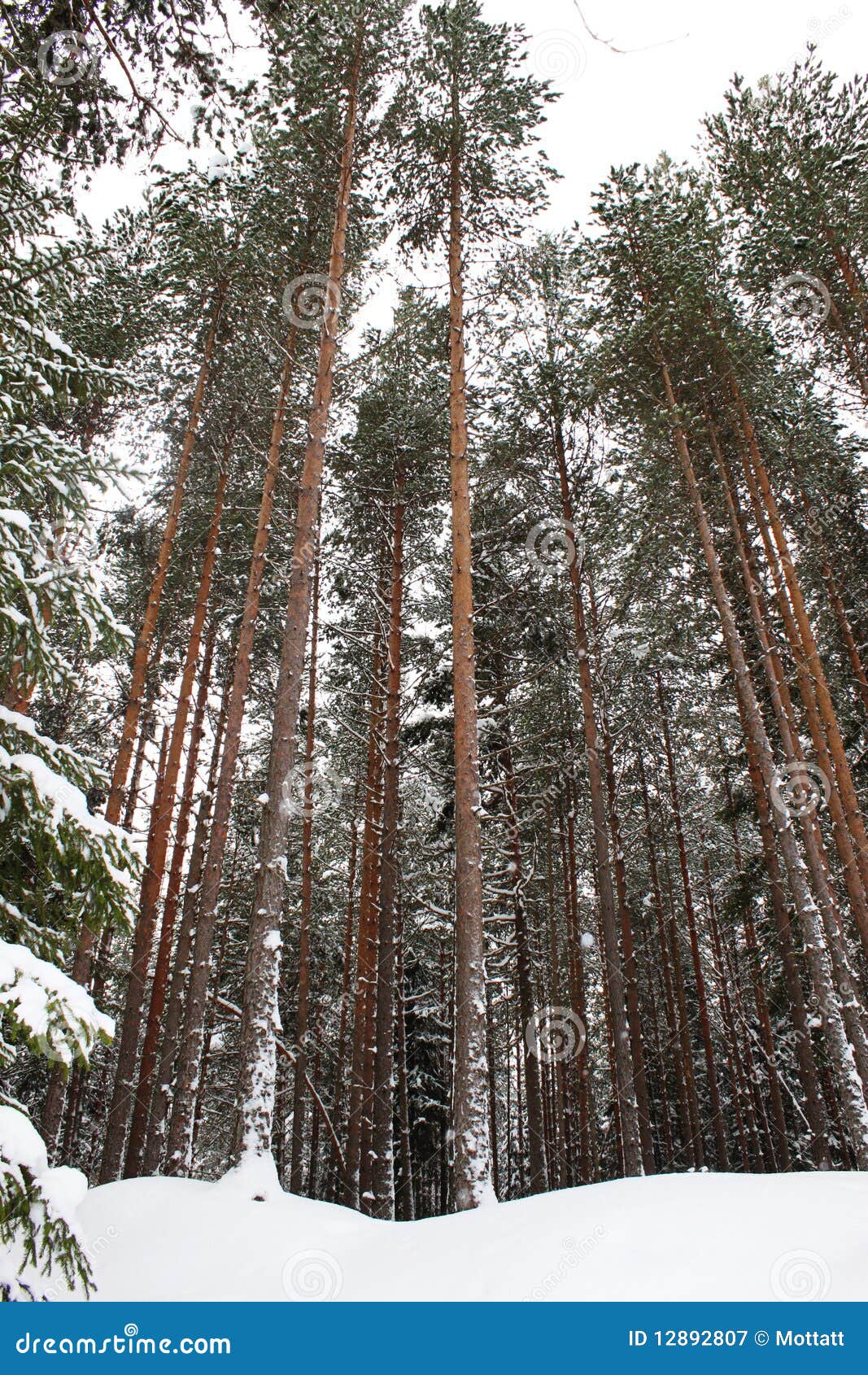 Tall pine trees in winter stock image. Image of landscape - 12892807