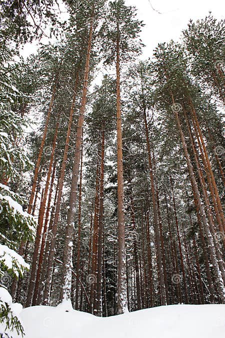 Tall pine trees in winter stock image. Image of landscape - 12892807