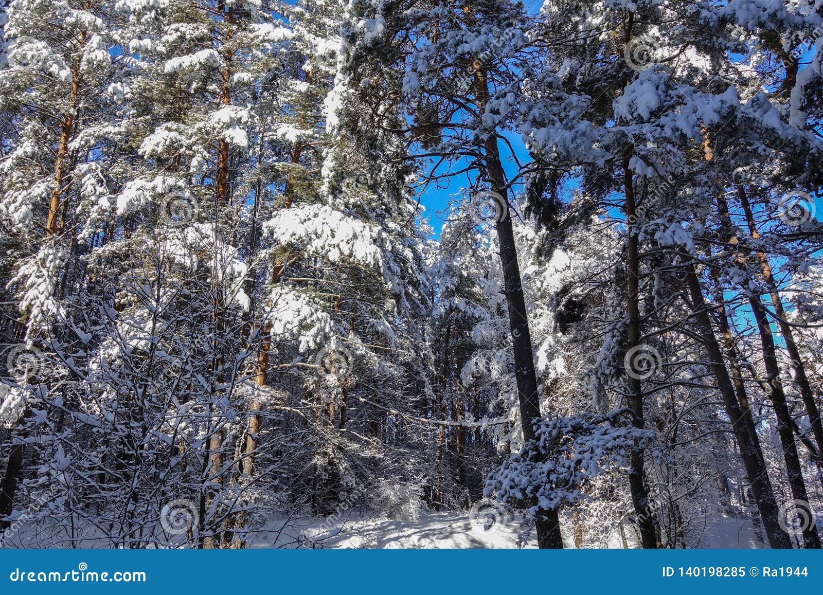 Tall Pine Trees in Winter Covered with Snow Stock Image - Image of ...