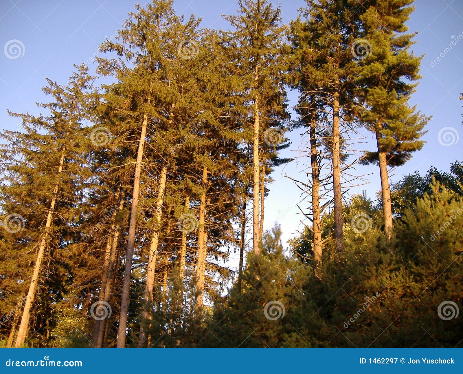 Tall Pines stock image. Image of mountainside, tall, nature - 1462297
