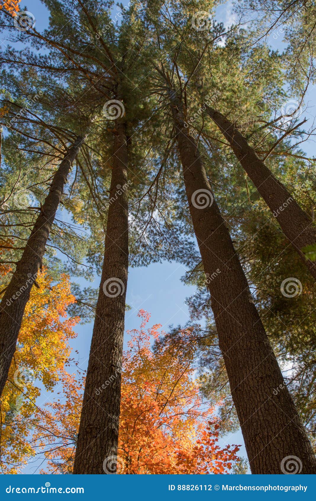 Tall Pines stock photo. Image of leaves, pine, benson - 88826112
