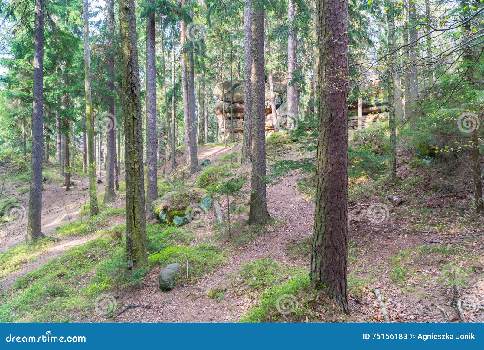 Tall Pines on a Steep Slope Stock Image - Image of foliage, steep: 75156183