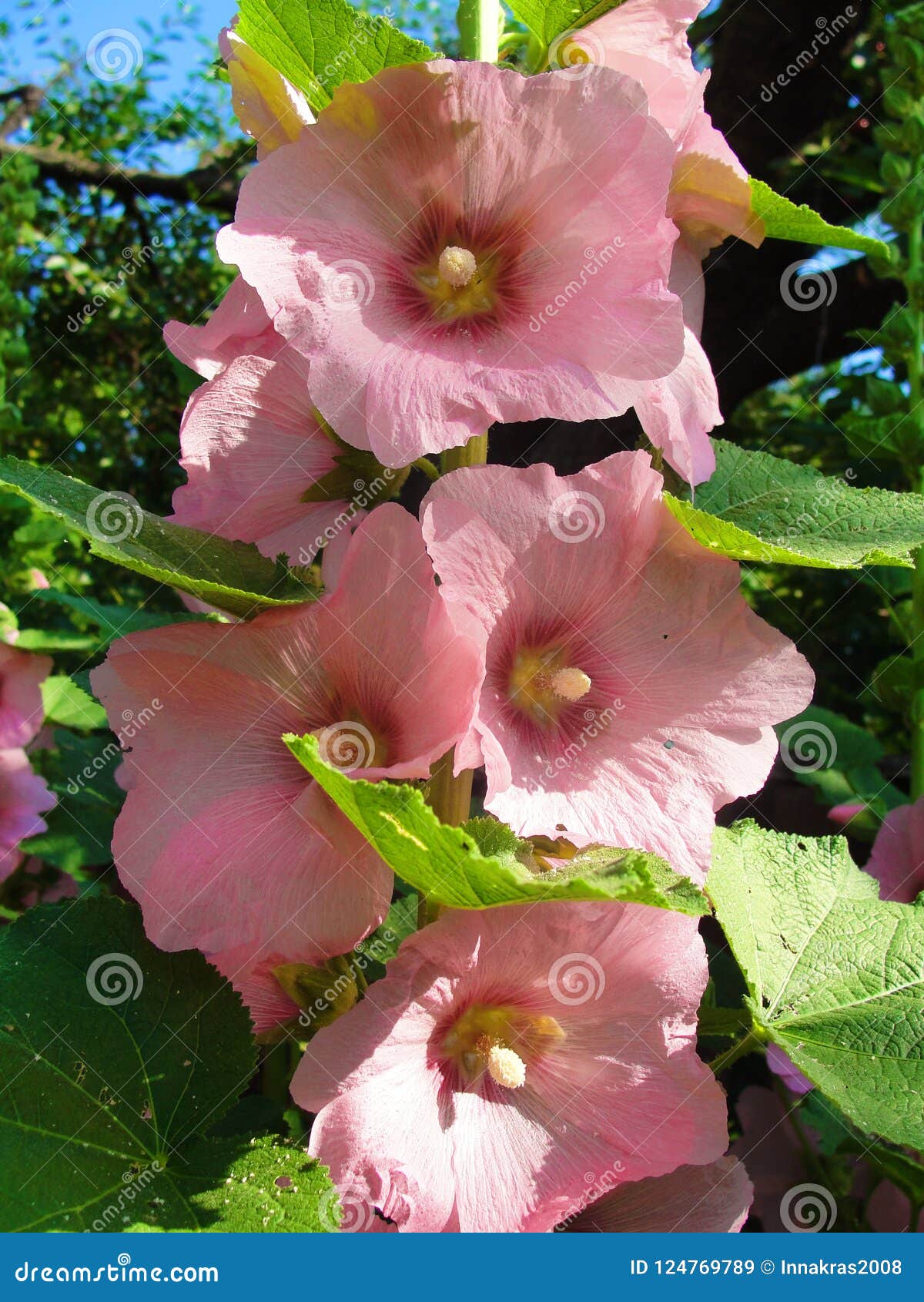 Tall pink mallow stock image. Image of petal, pink, color - 124769789