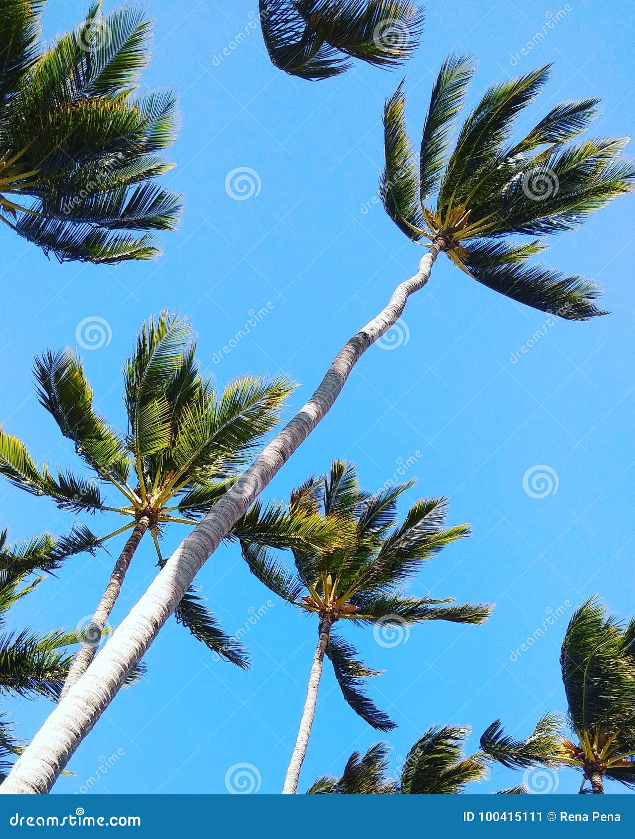 Tall plam trees of Paia stock image. Image of plams - 100415111