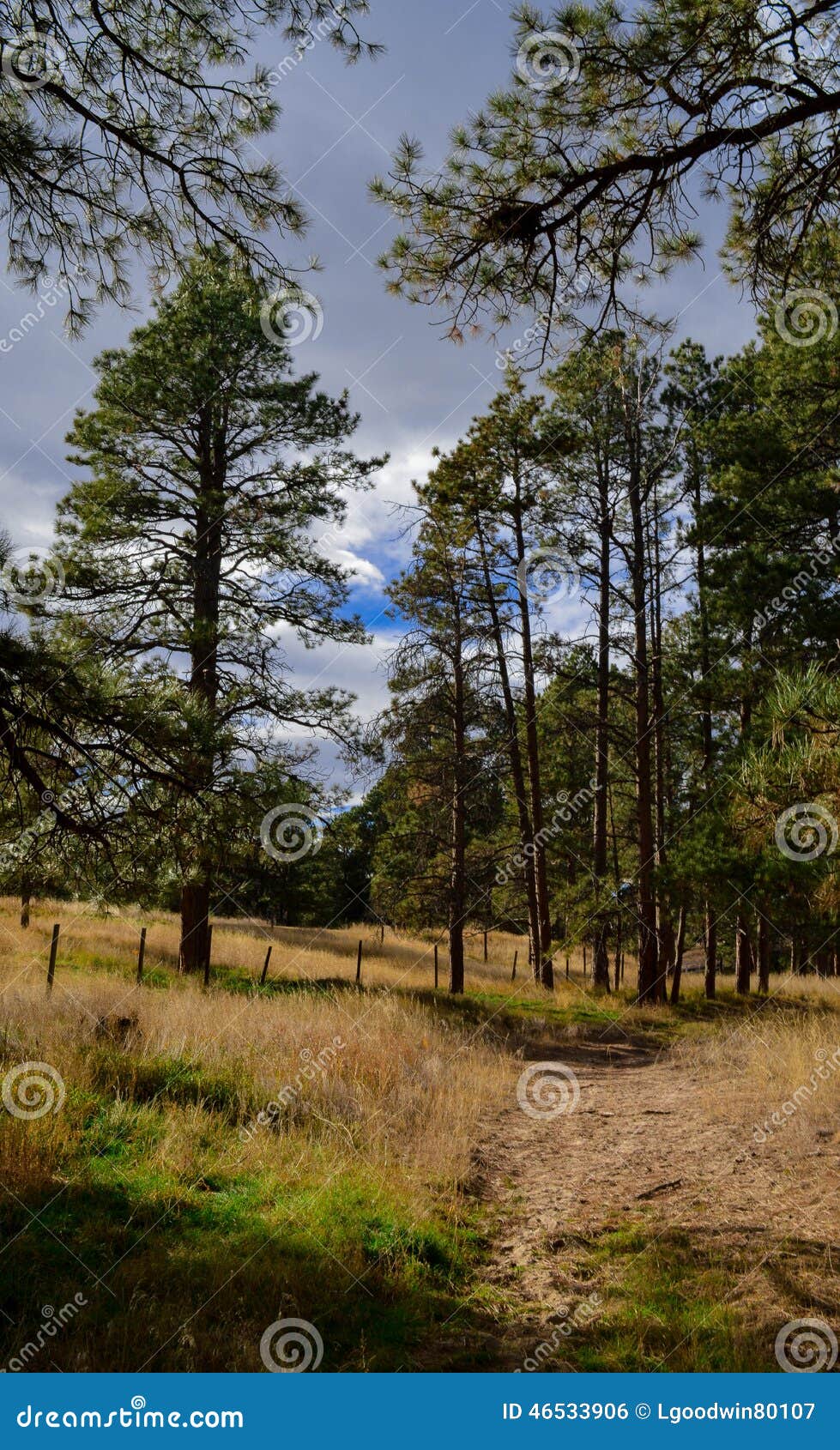 Tall Ponderosa Pine Trees and a Trail Stock Photo - Image of country ...