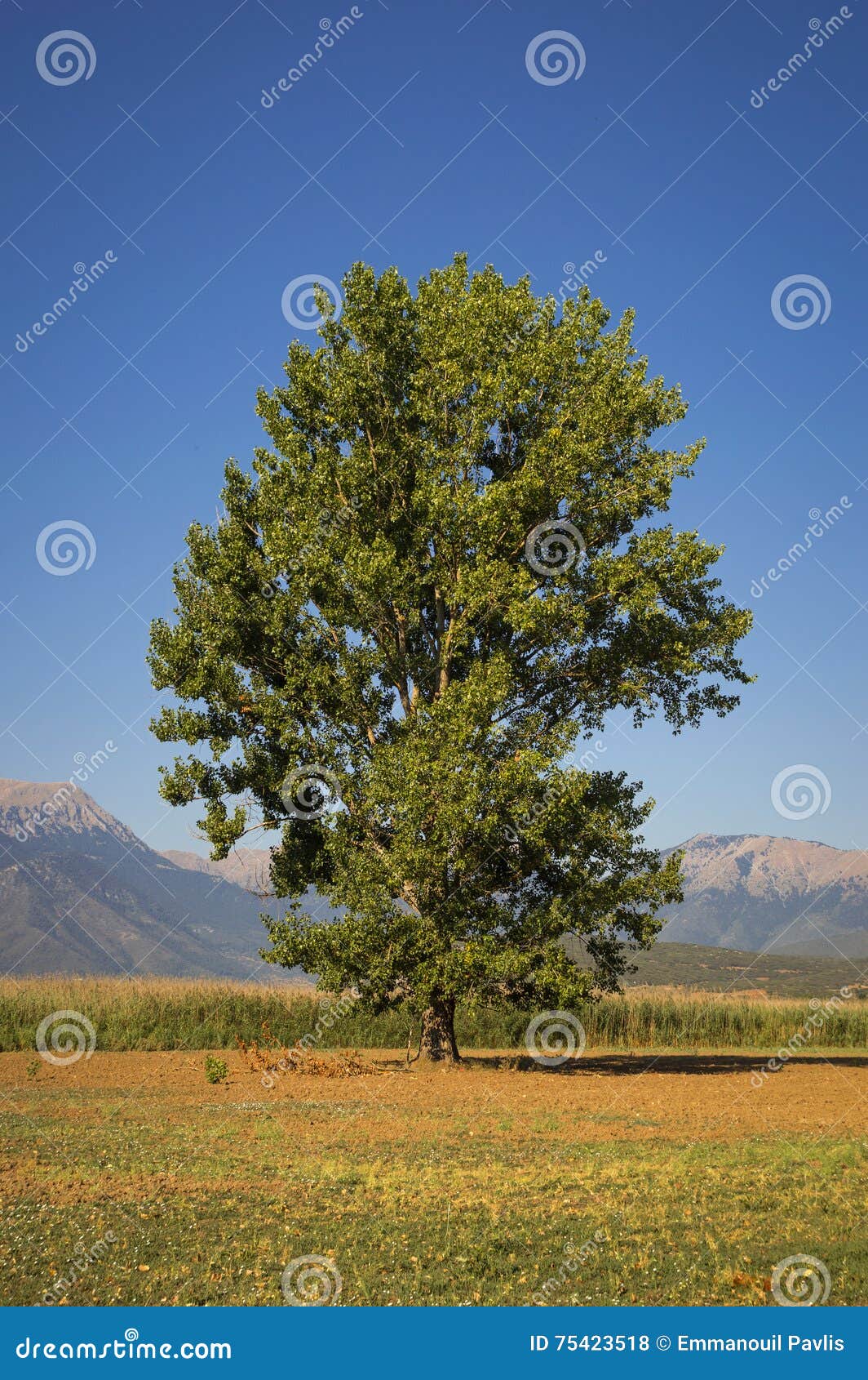 Tall Poplar tree stock photo. Image of landscape, autumn - 75423518