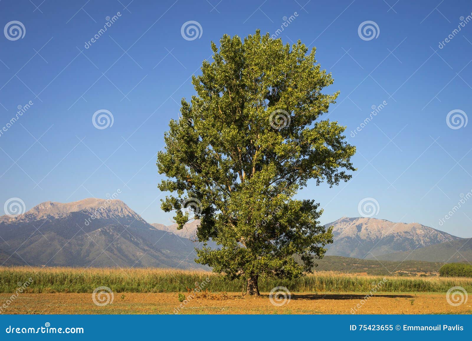 Tall Poplar tree stock image. Image of landscape, peloponnese - 75423655