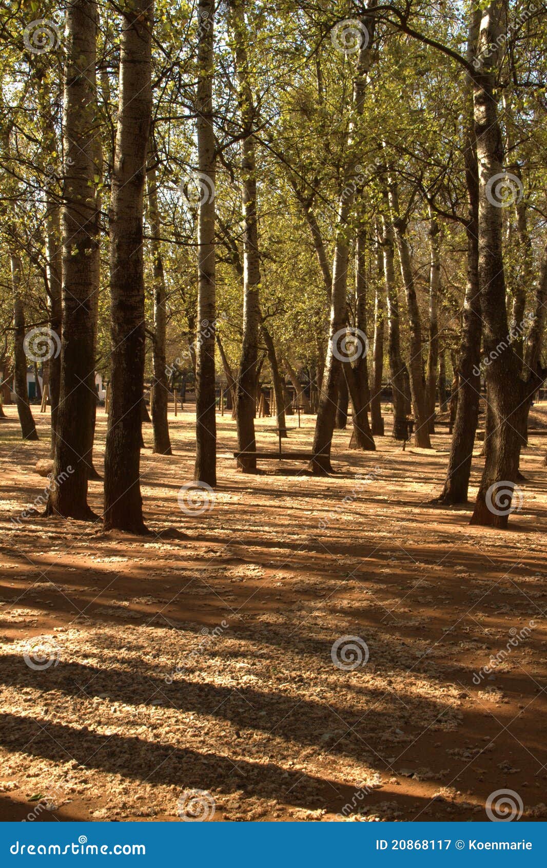 Tall Poplar Trees And Shadows Stock Image - Image of foilage, tall ...
