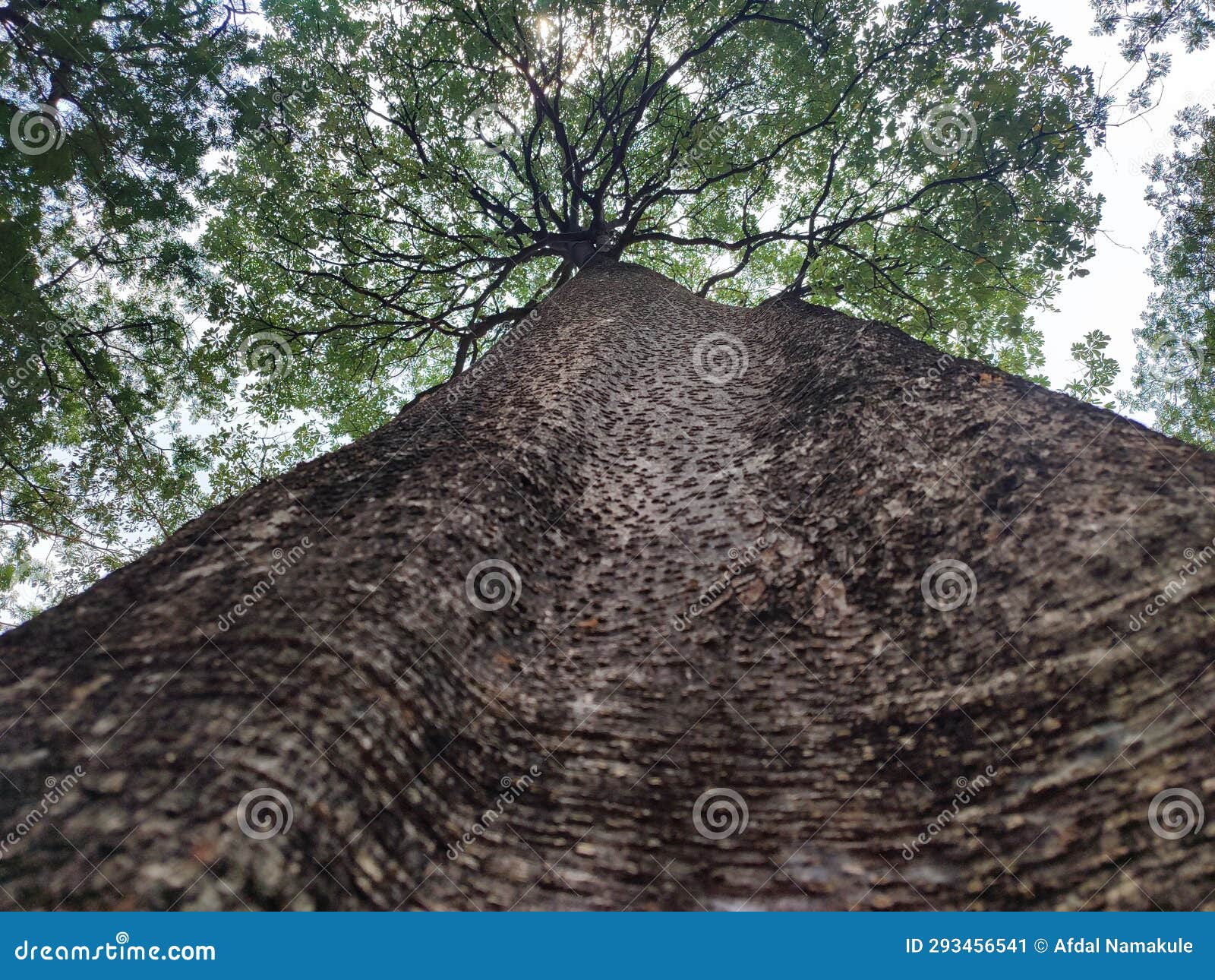 Tall pule trees towering stock image. Image of tall - 293456541