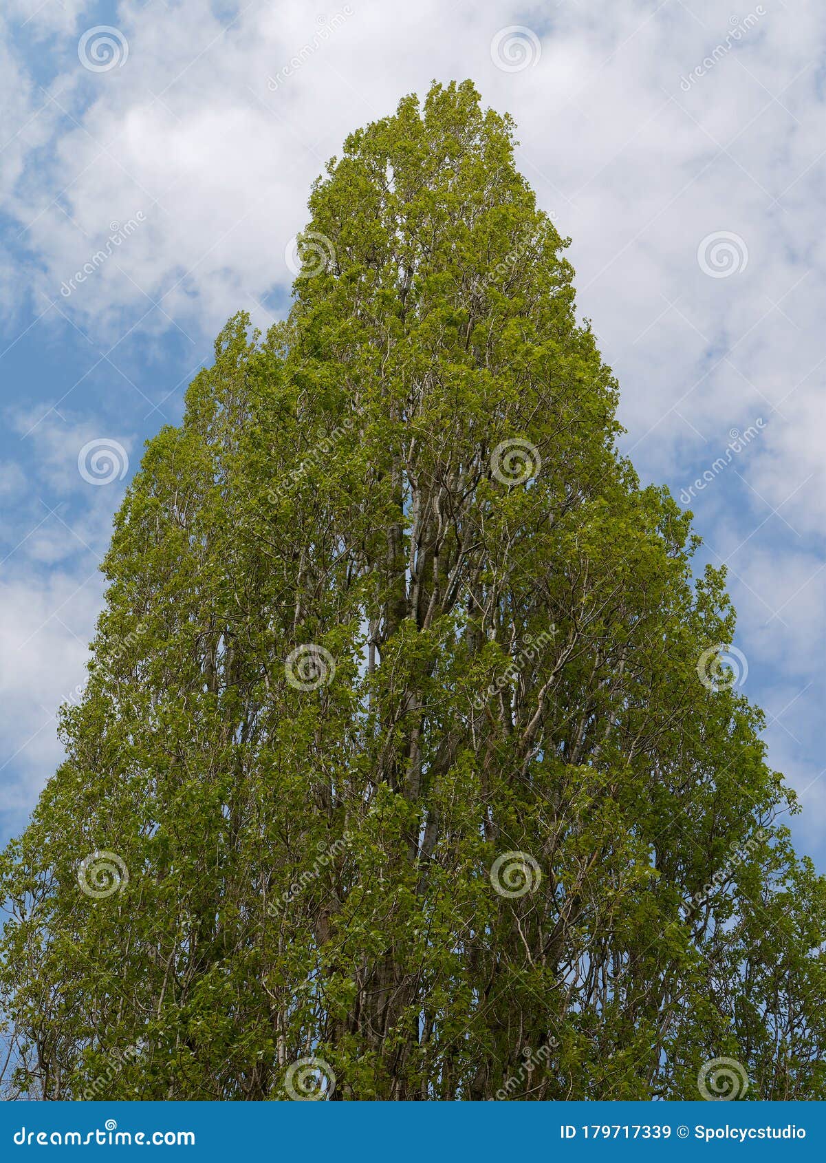 Tall Pyramid-shaped Evergreen Tree Against Blue Sky with Clouds. Stock ...