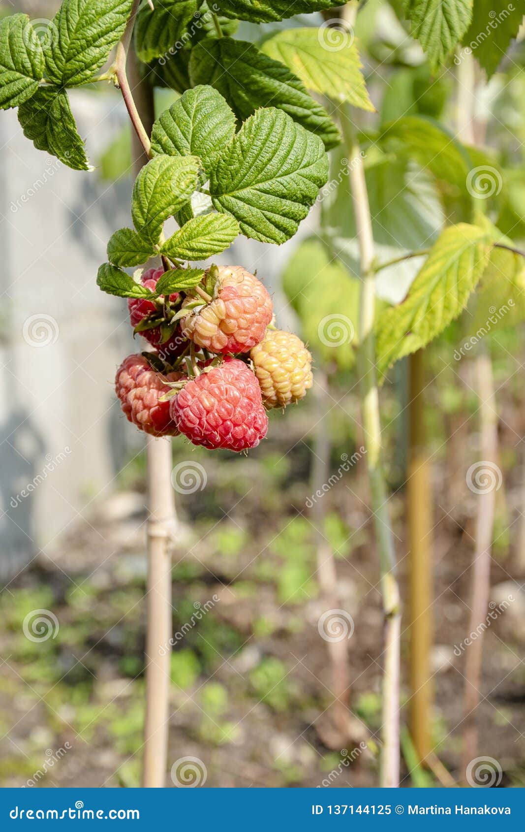 Tall Raspberry Bush Close Up Stock Image - Image of drink, nature ...