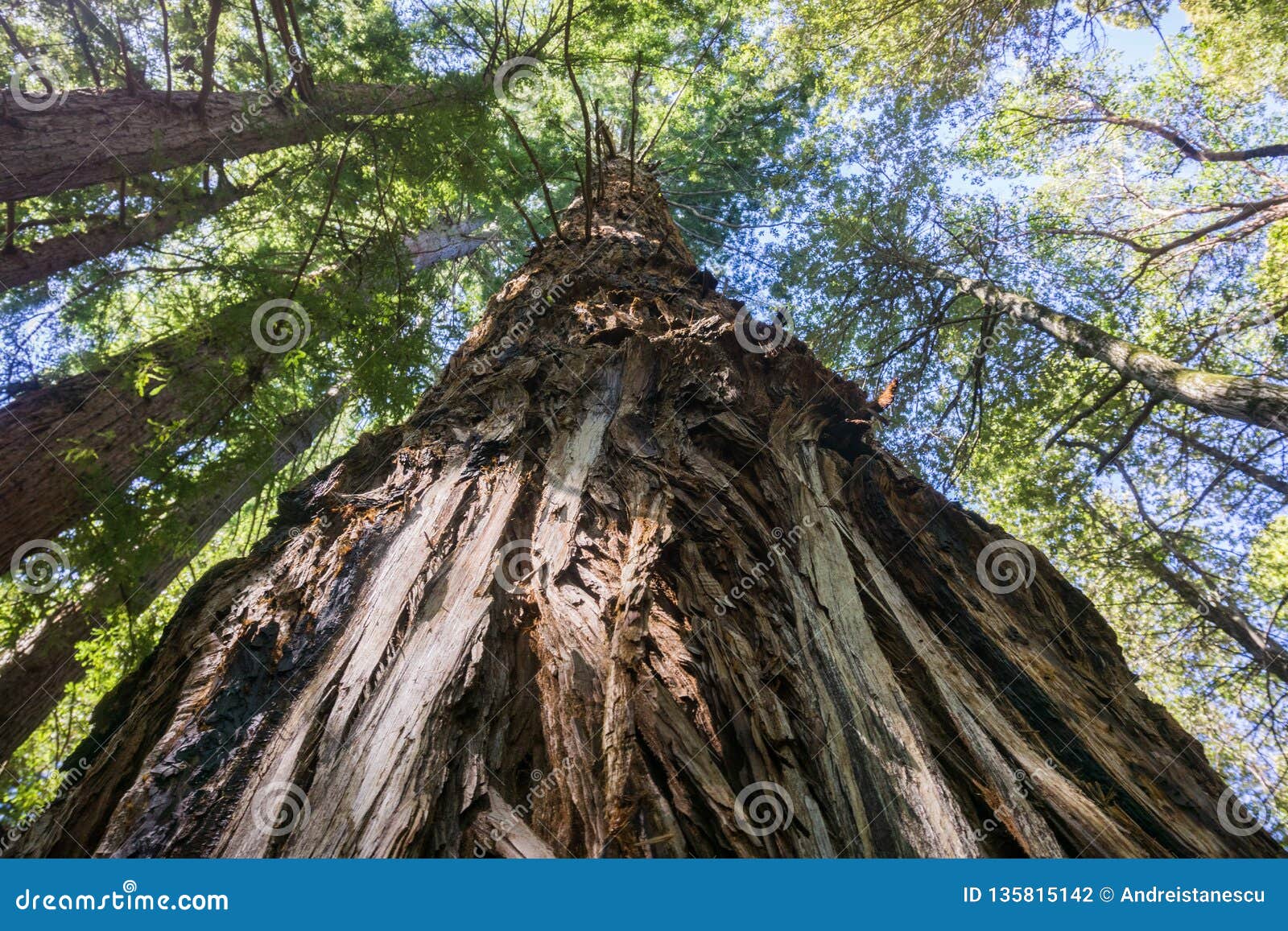 Tall Redwood Tree Sequoia Sempervirens, California Stock Photo - Image ...