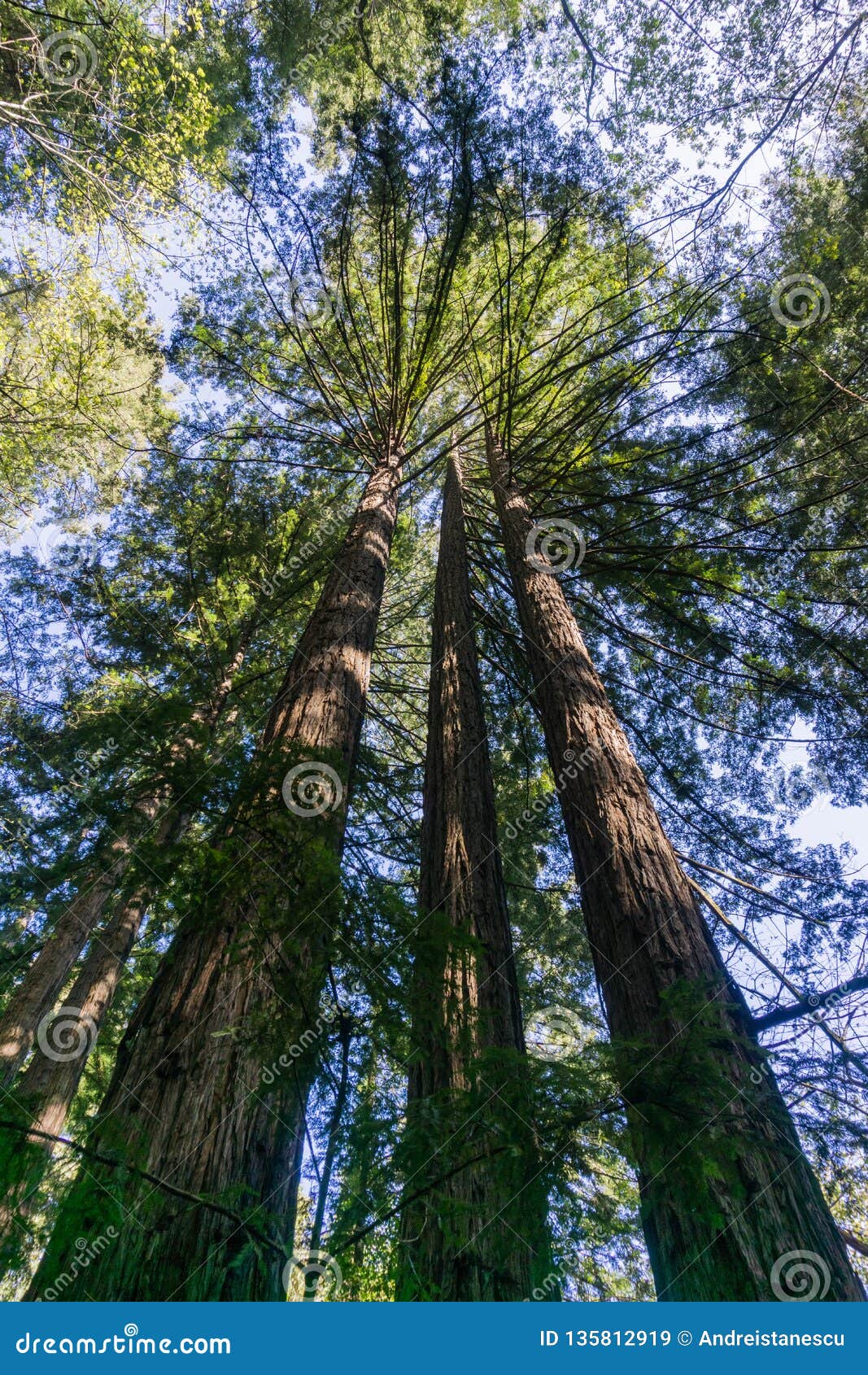 Tall Redwood Trees Sequoia Sempervirens, California Stock Image - Image ...