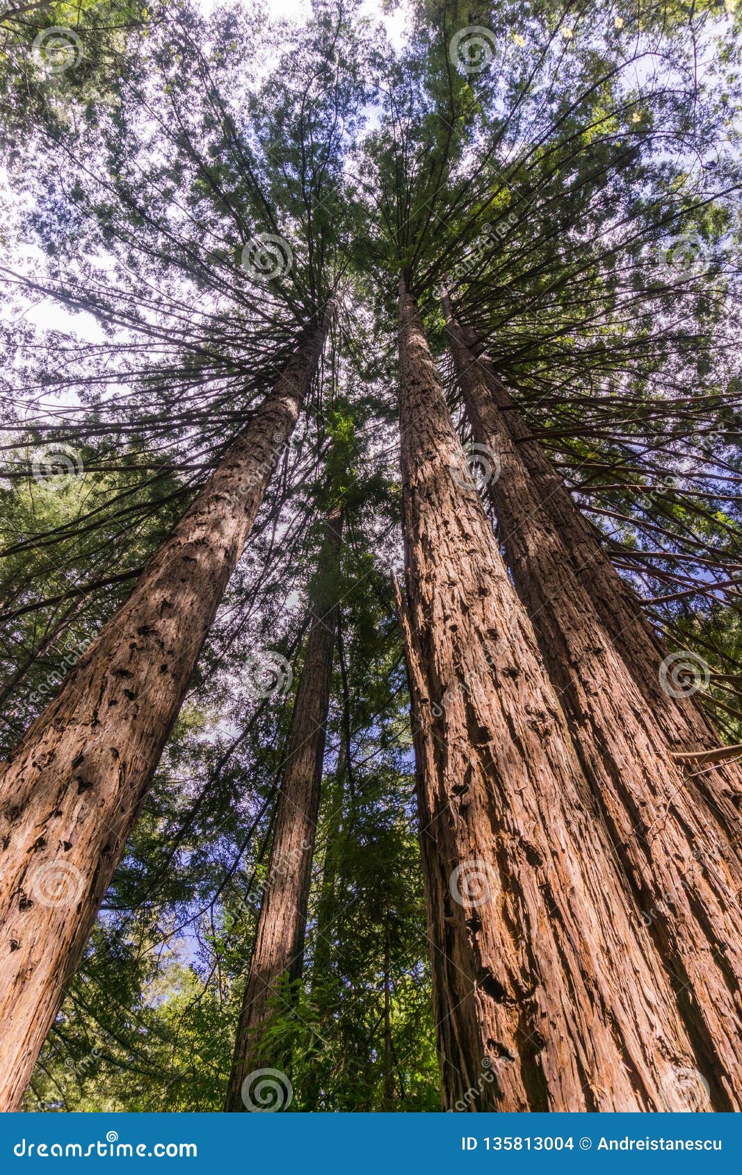 Tall Redwood Trees Sequoia Sempervirens, California Stock Photo - Image ...