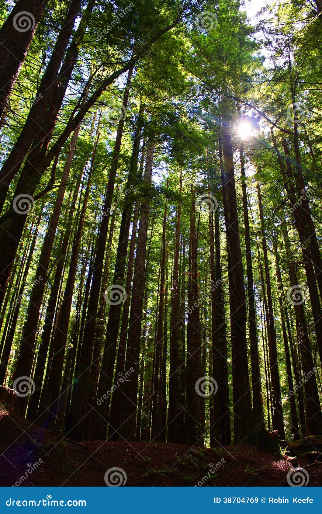Tall Redwoods stock image. Image of redwoods, wood, park - 38704769