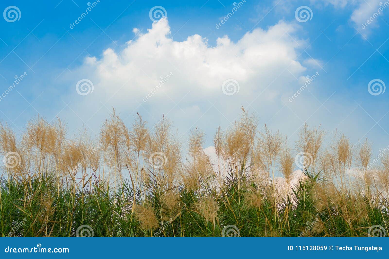 Tall Reed stock image. Image of country, cloudy, meadow - 115128059