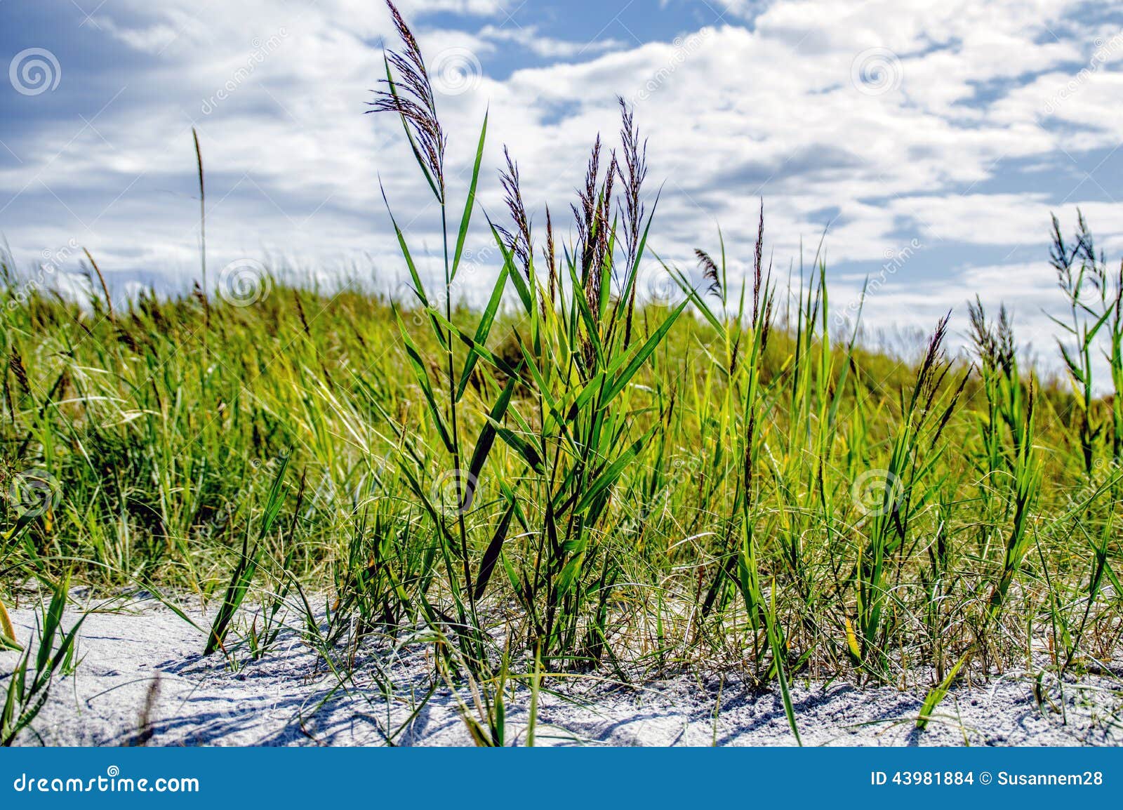 Tall reeds on the beach stock photo. Image of jutland - 43981884