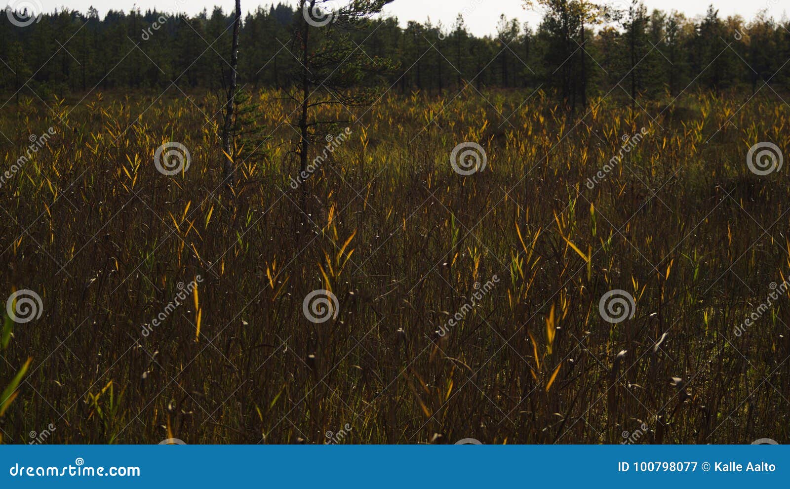 Tall Reeds, Grass and Cat-tails of an Overgrown Marsh. Stock Image ... Tall Reeds, Grass and Cat-tails of an Overgrown Marsh. Stock Image ...