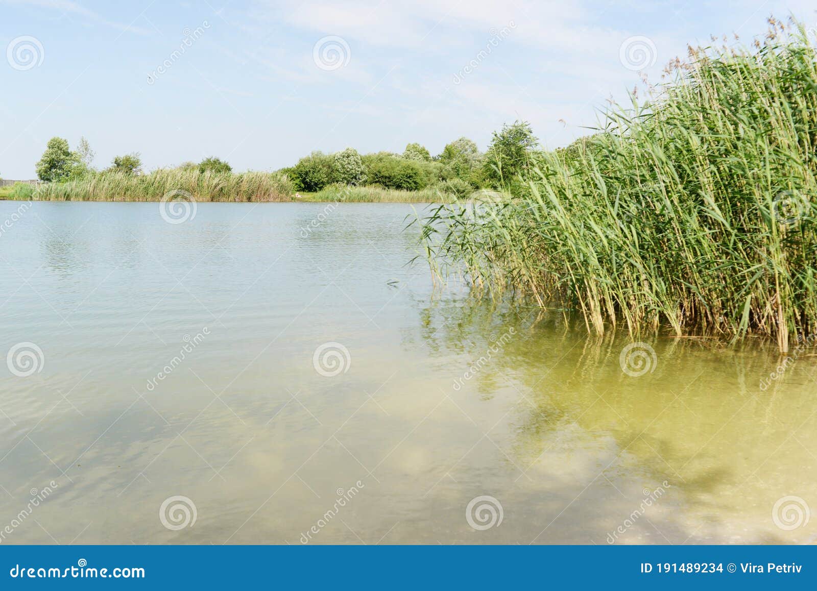 Tall Reeds in the Lake. Beautiful Lake Stock Photo - Image of print ...