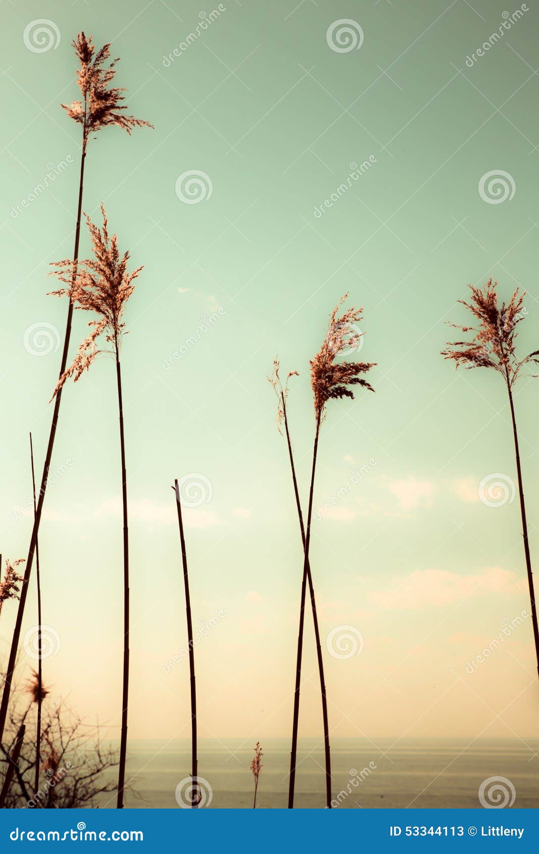 Tall Reeds, Phragmites Australis, Against Blue Sky At Nicolle Marsh ...