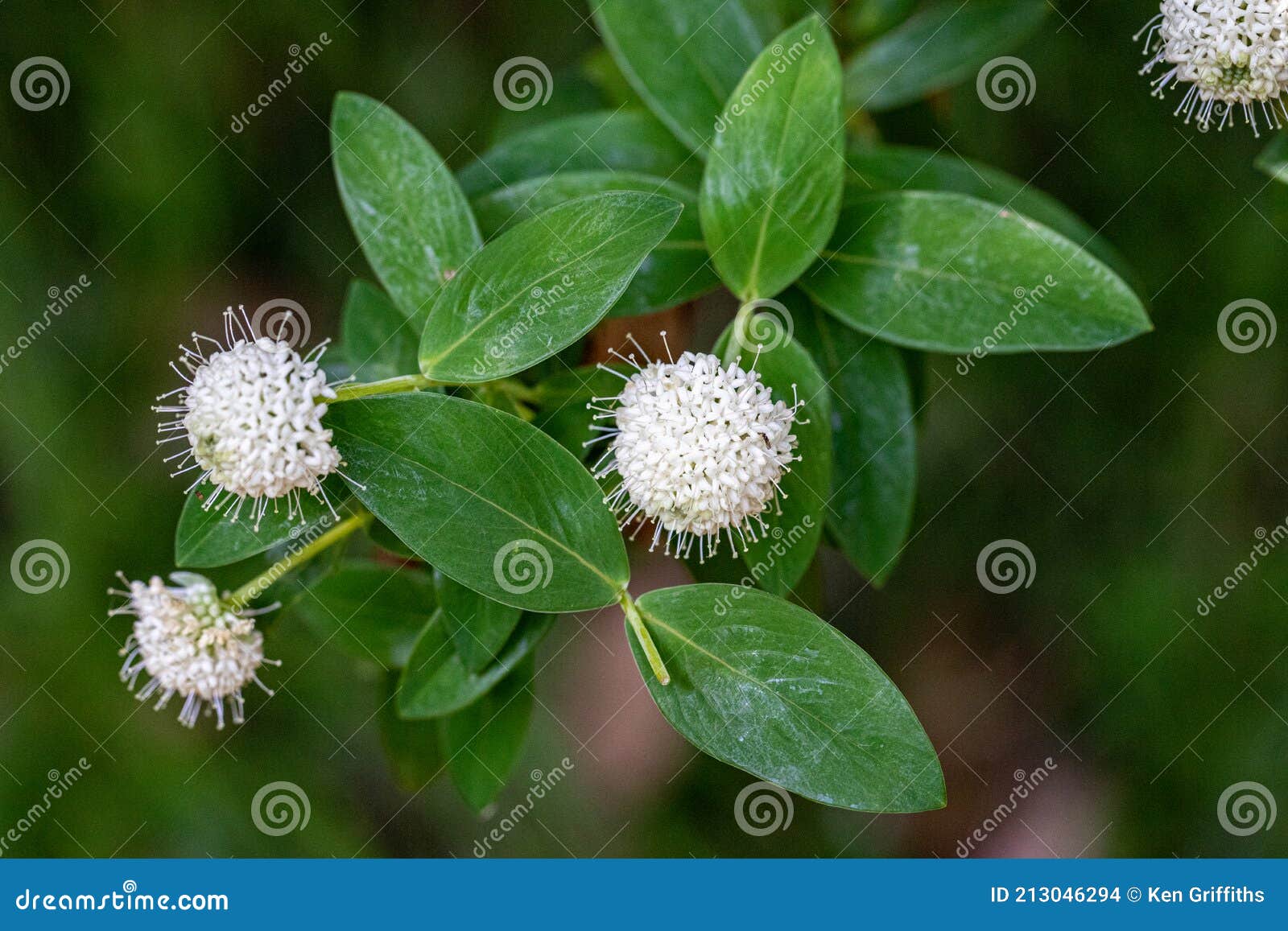 Tall Rice Flower stock photo. Image of green, ligustrina - 213046294