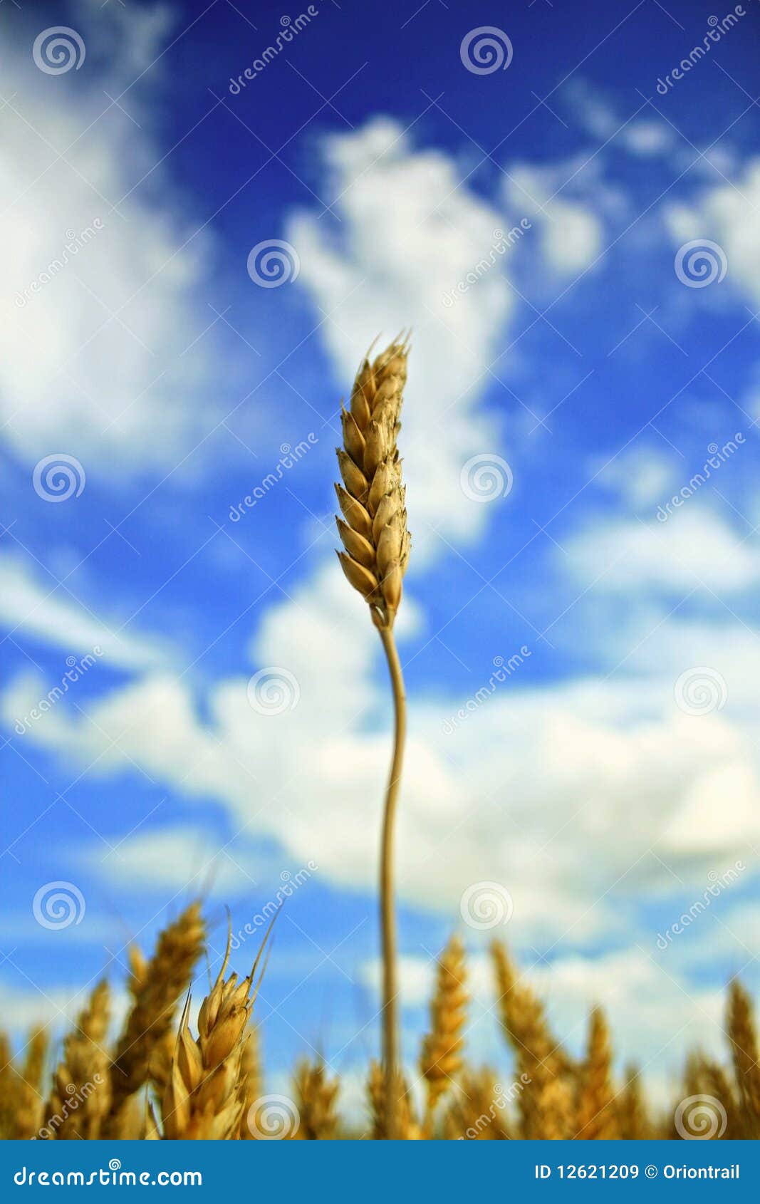 Tall ripe wheat stock image. Image of cultivate, landscape - 12621209