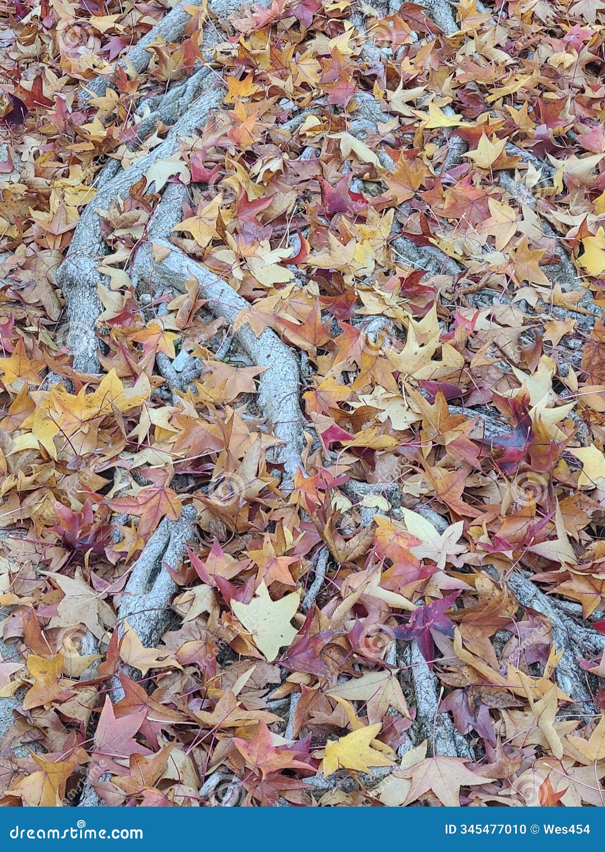 The Tall Roots of the Tree Show through the Layer of Leaves Stock Photo ...
