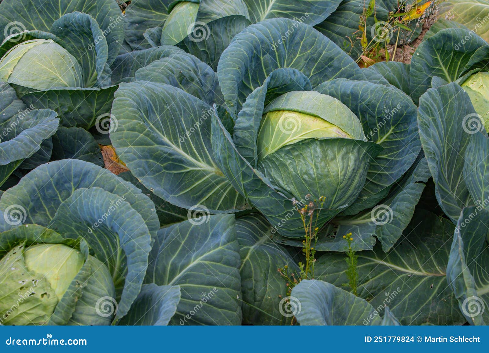 Tall round cabbage grows stock photo. Image of nutrition - 251779824