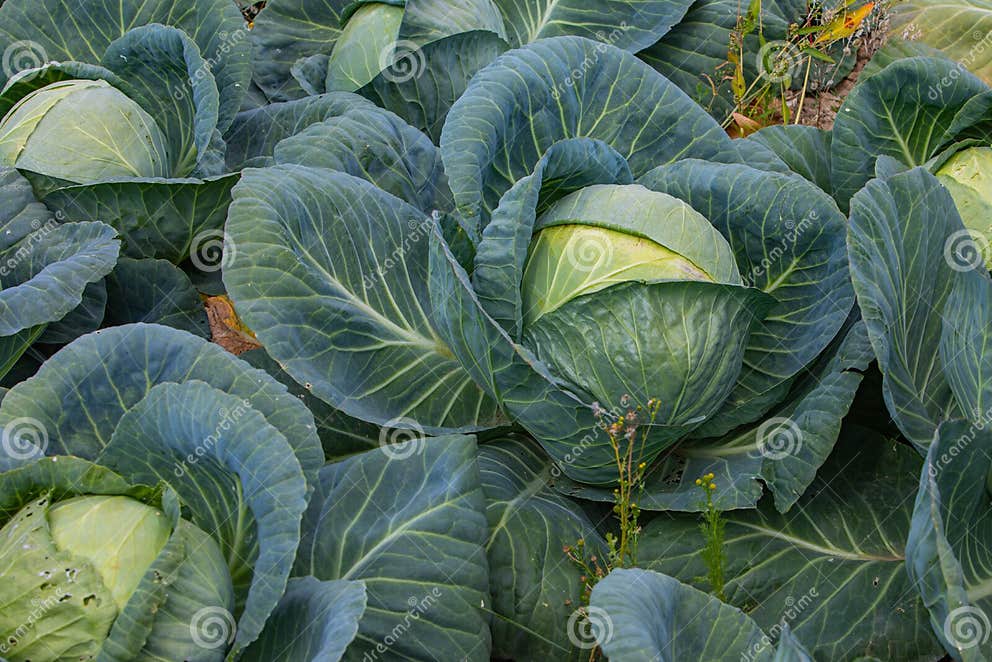 Tall round cabbage grows stock photo. Image of nutrition - 251779824