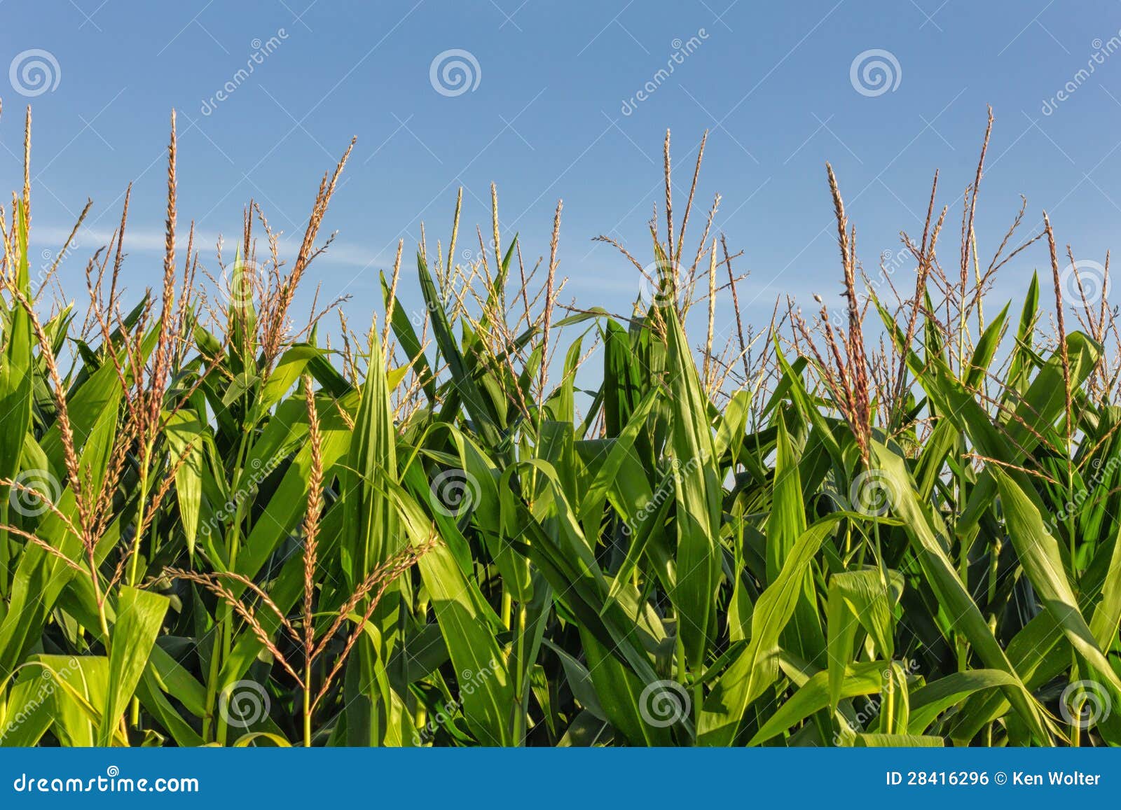 Tall Row of Field Corn stock photo. Image of fuel, cornfields - 28416296