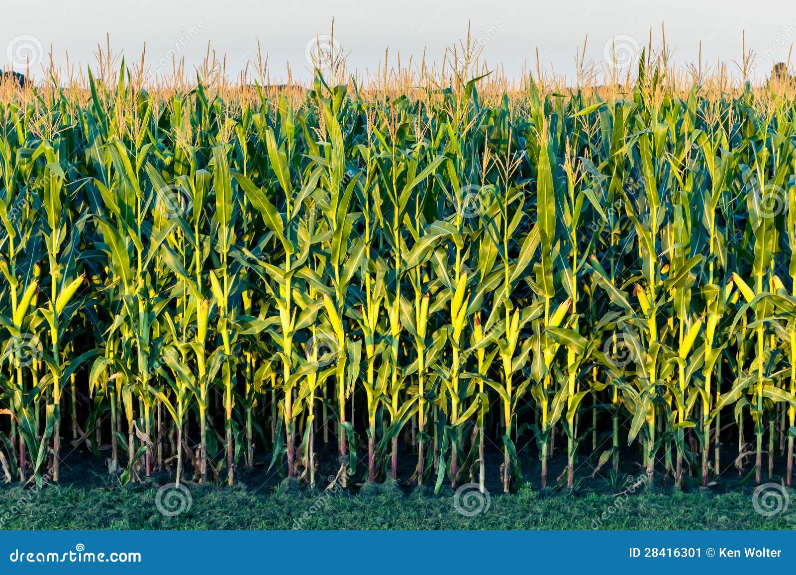 Tall Row of Field Corn stock image. Image of ethanol - 28416301