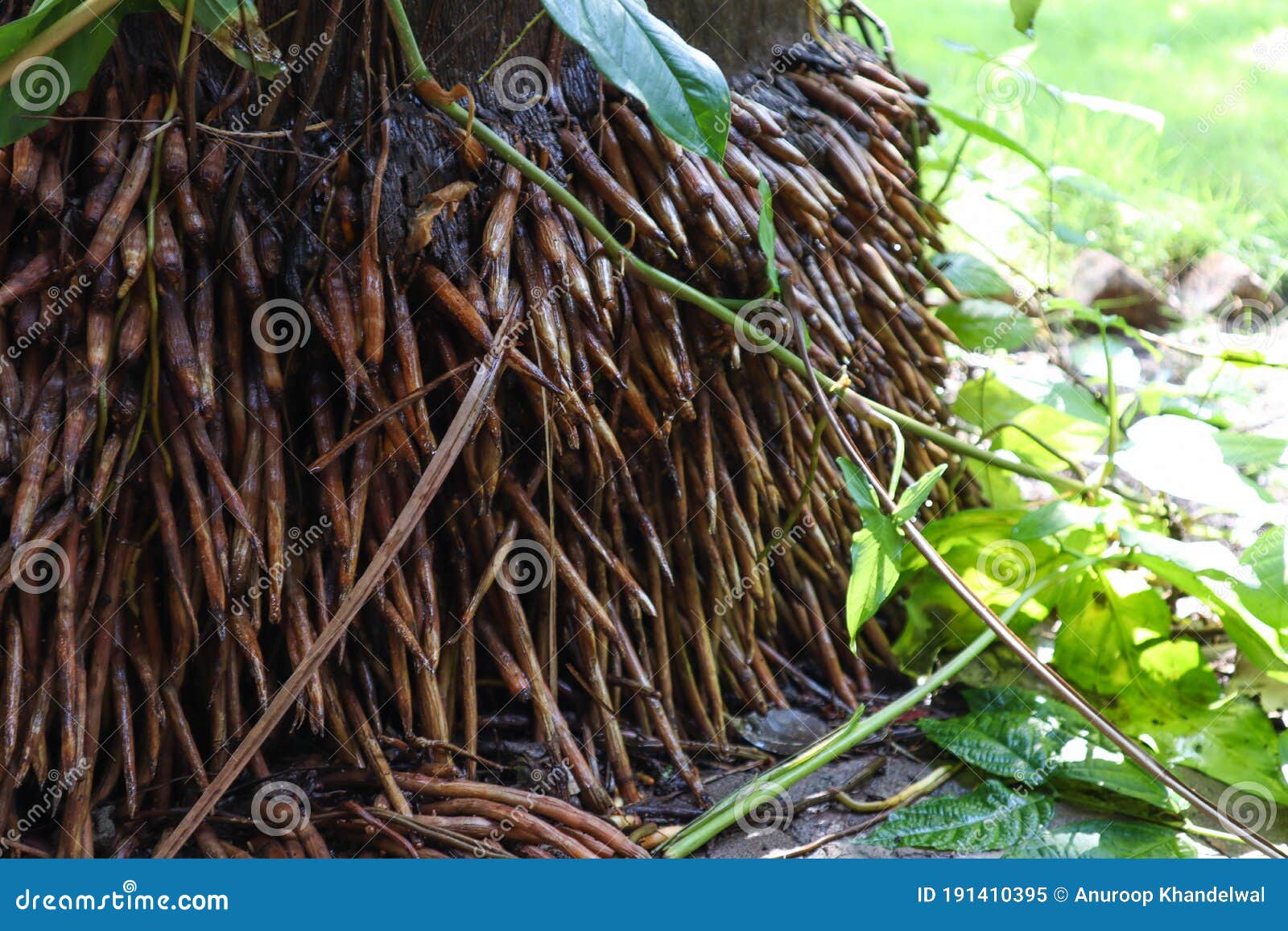 Tall Royal Palms Tree Dense Roots. Stock Image - Image of ground, plant ...