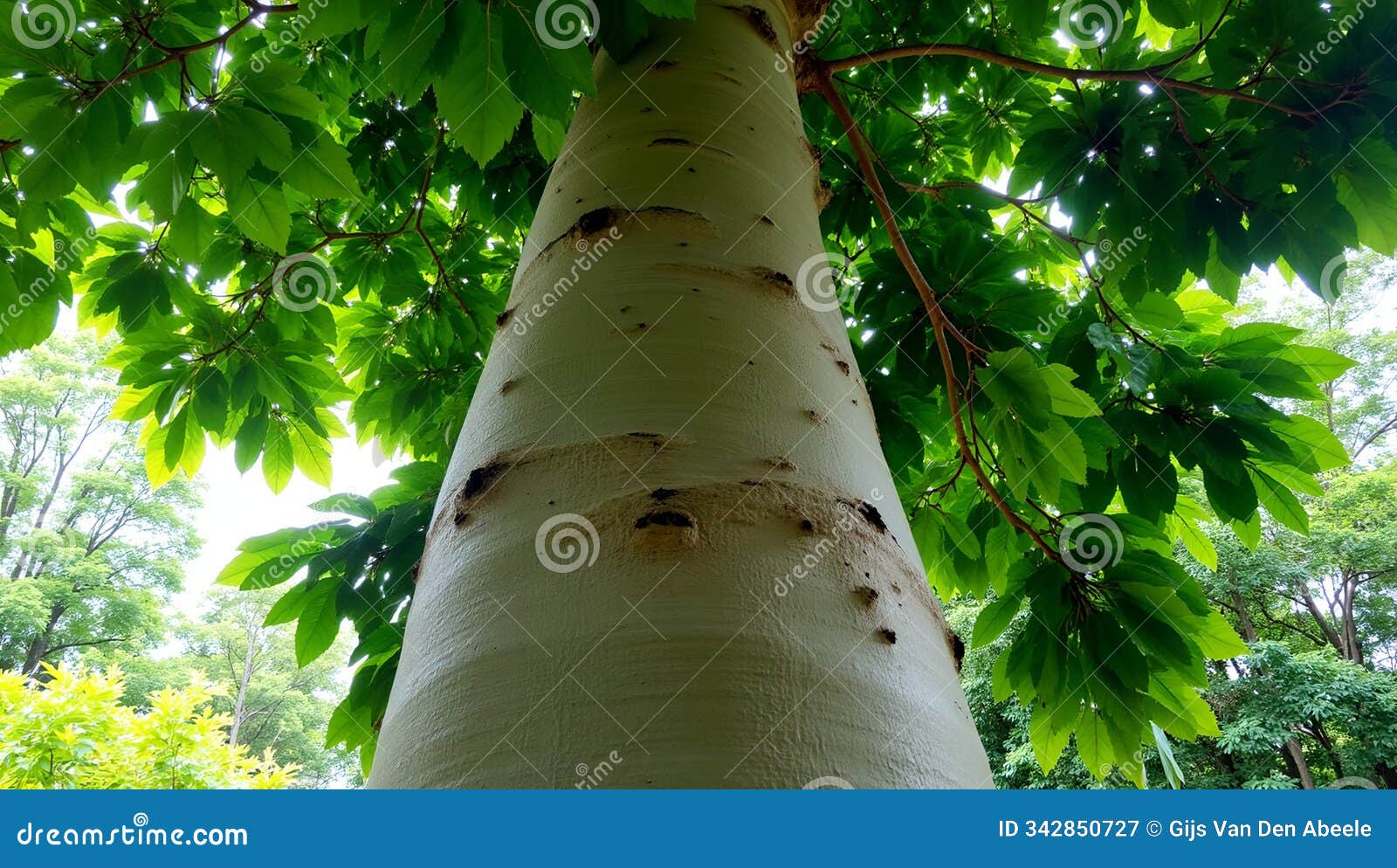 Tall Rubber Tree With Glossy Leaves And Milky Sap Oozing From Bark ...