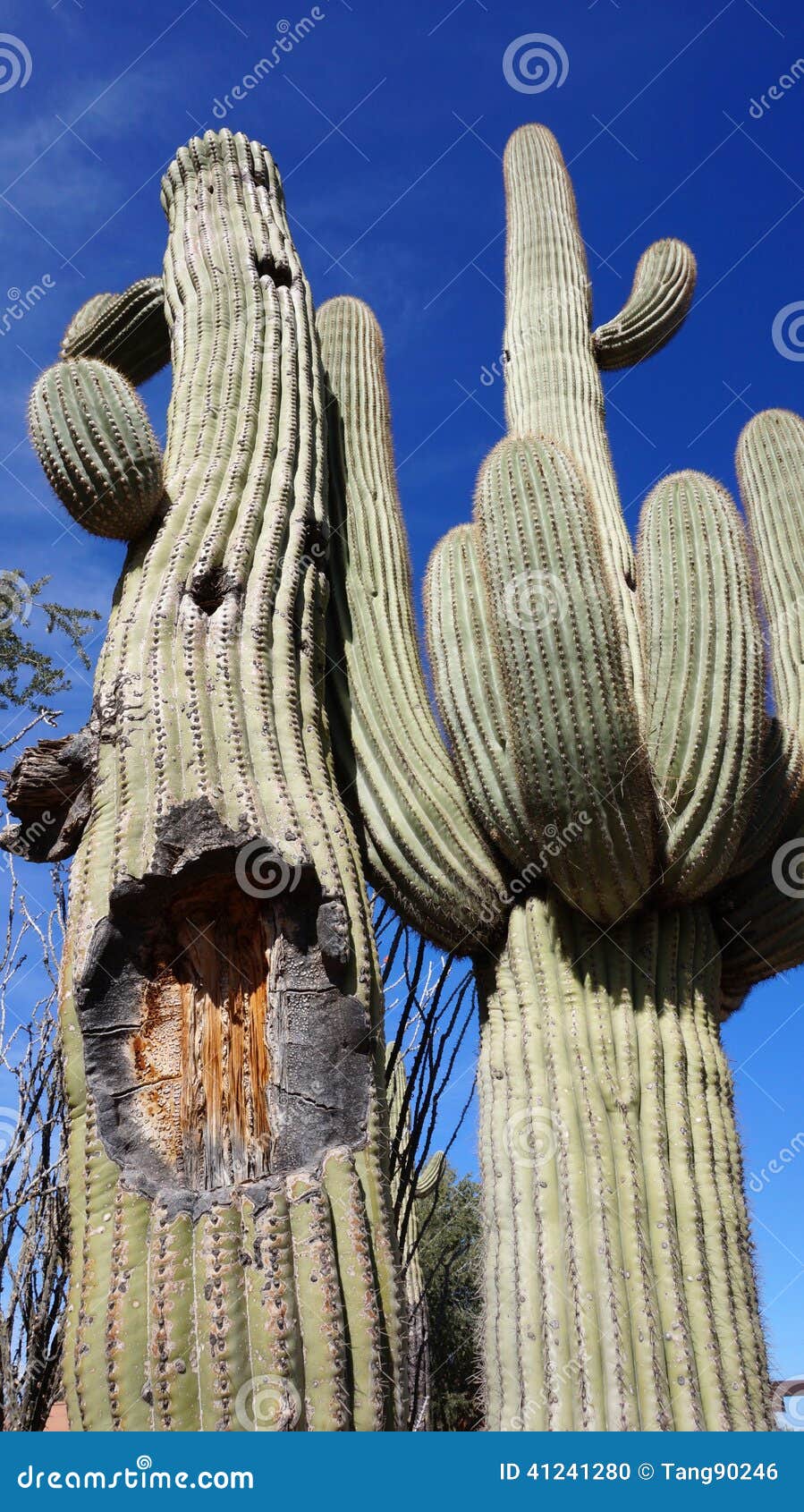 Tall Saguaro Cactus stock photo. Image of spine, desert - 41241280 Tall Saguaro Cactus stock photo. Image of spine, desert - 41241280