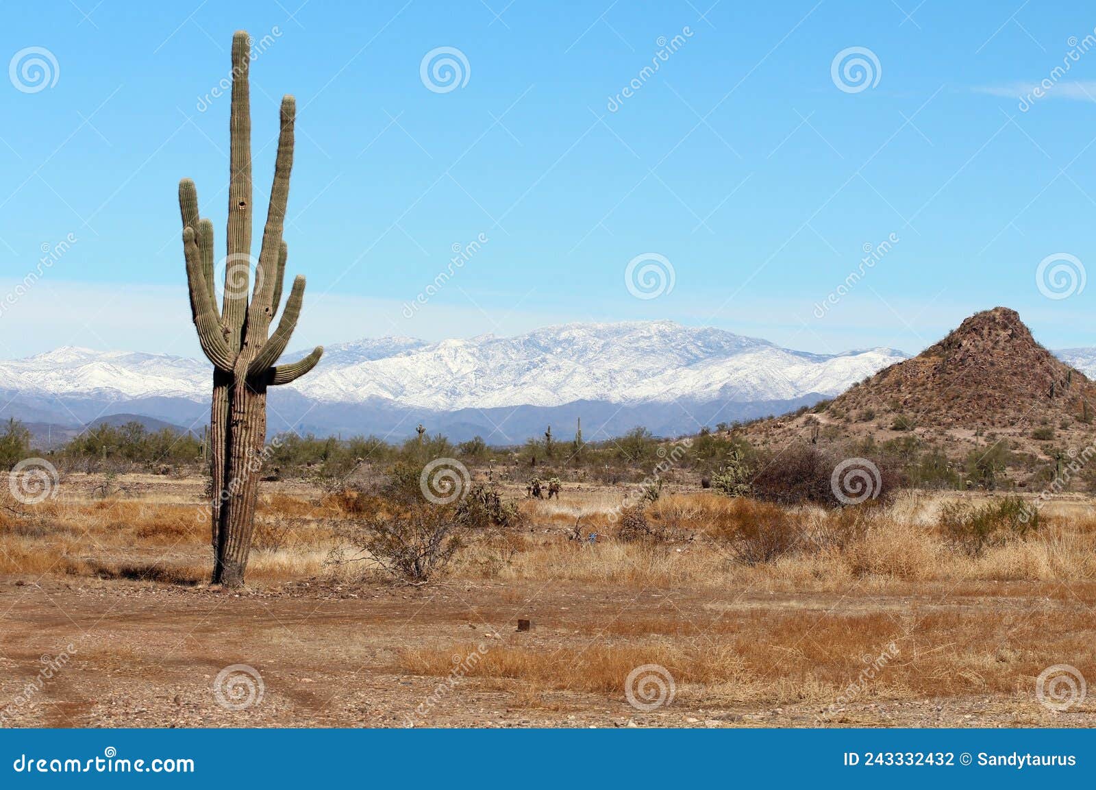 Tall Saguaro Cactus with Snowy Mountain Backdrop Stock Photo - Image of ...