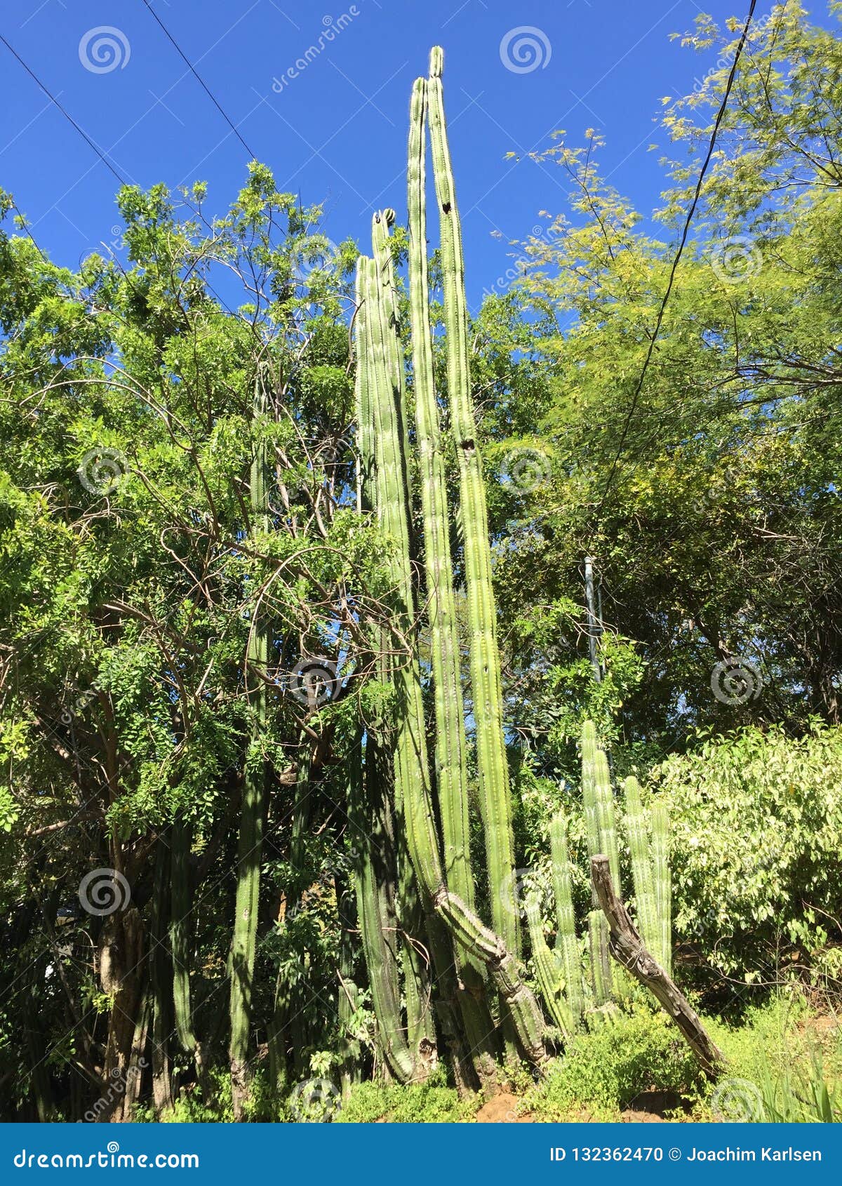 Tall Saguaro Cactus Tropical Tree Stock Photo - Image of white, green ...