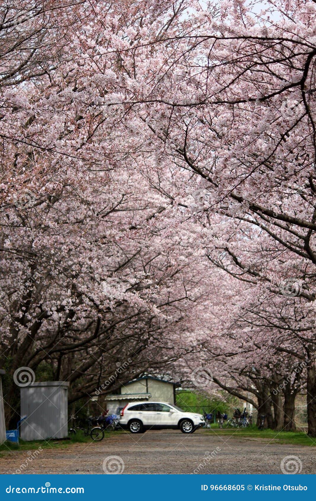 Tall Sakura Tree stock image. Image of blossom, sakura - 96668605