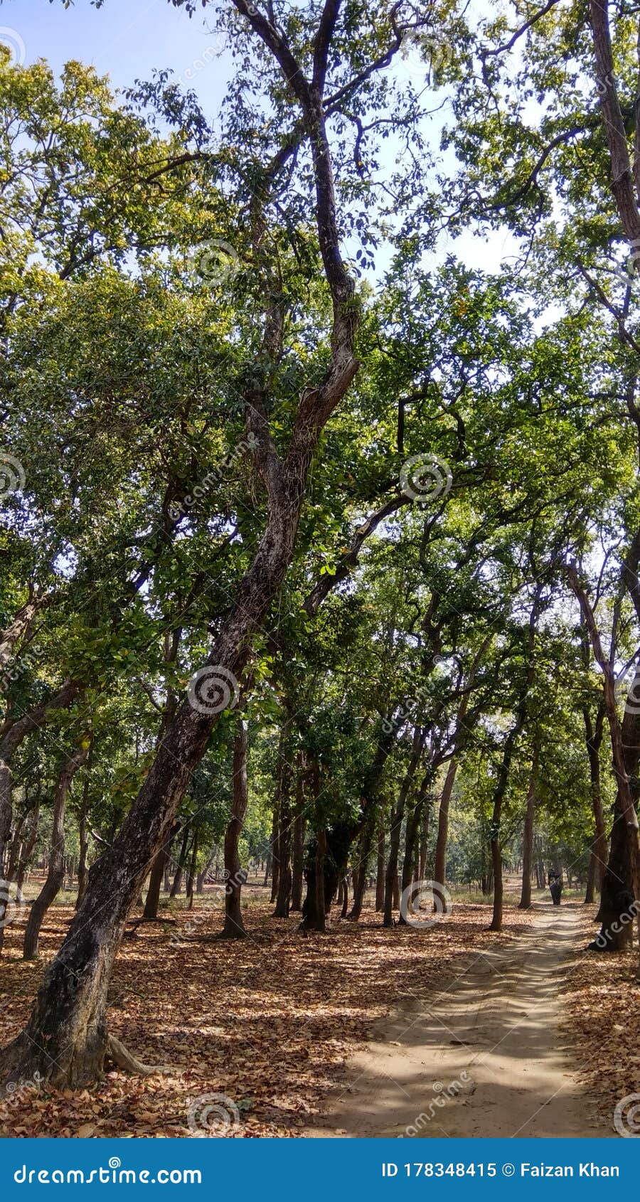 Tall Sal Trees in Indian Jungle Stock Image - Image of leaf, indian ...